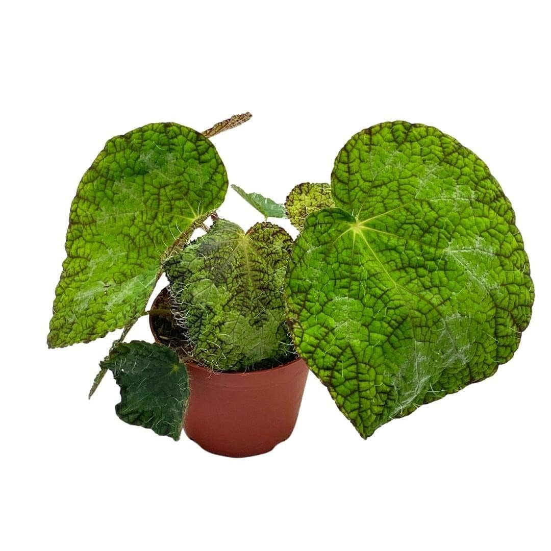 Begonia longicilata sizemoreae, 4 inch, Iridescent Blue Flash ...