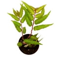 Harmony Foliage's Live Indoor Plant - Begonia pteridiformis, Spotted ...