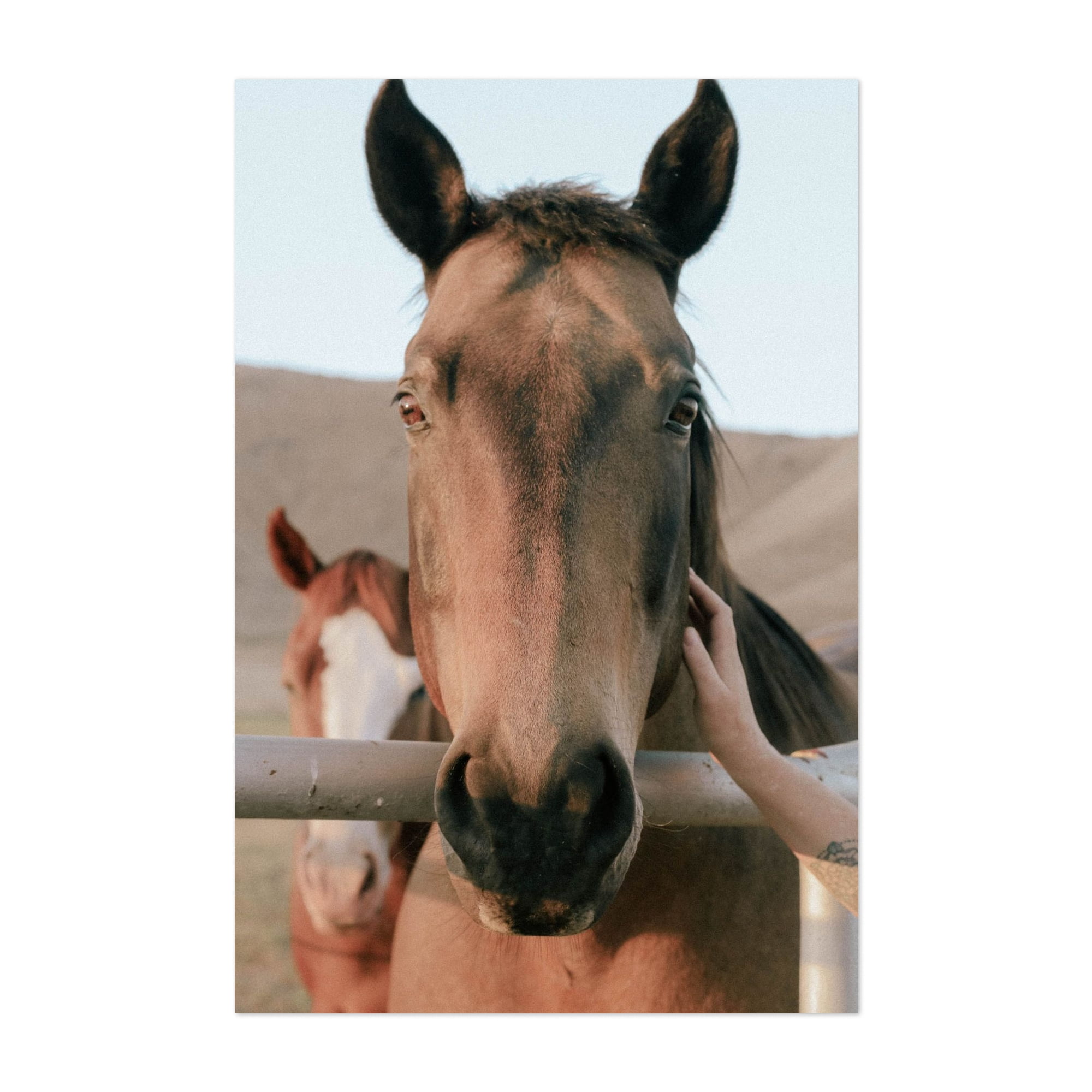 Beige Horse - Springville California Photography Horse Farm Animal ...