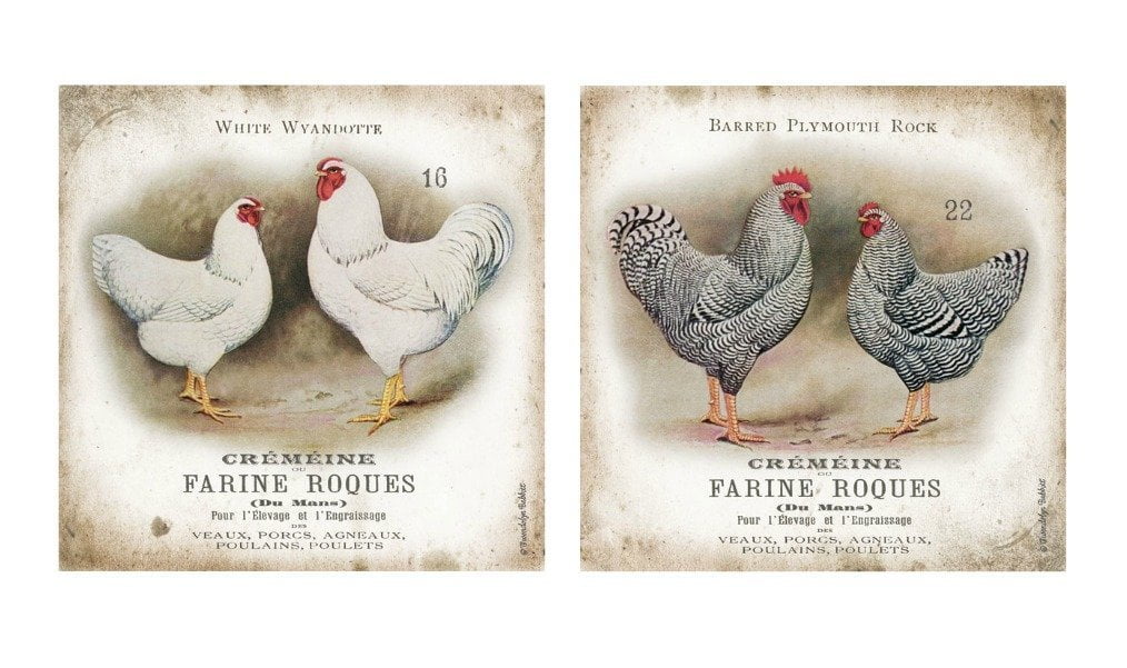 Beige and White Country Rustic Chicken and Rooster Adult Decor; 2 - 12 ...