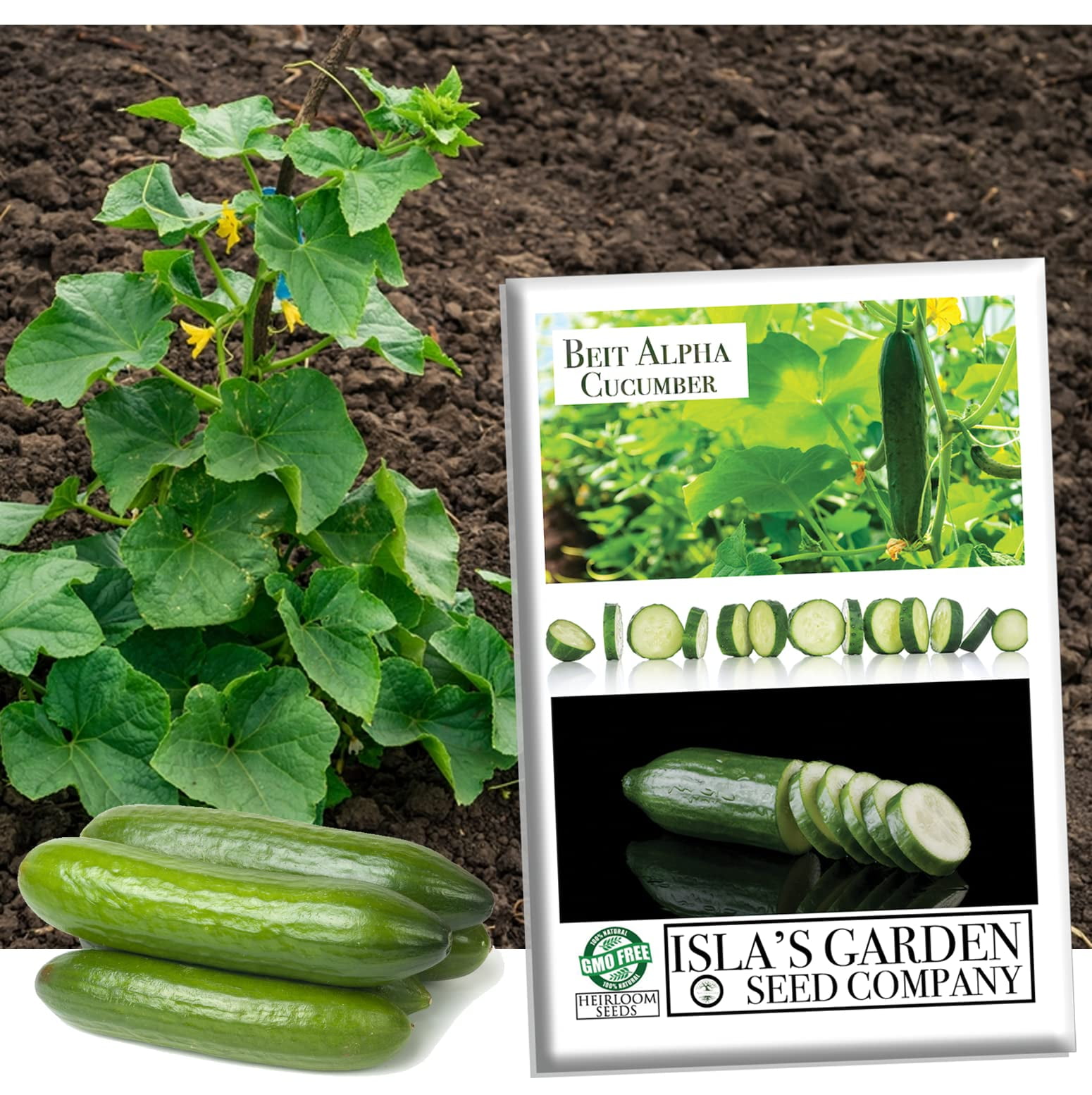 "Beit Alpha" Burpless TWE5 Open-Pollinated Cucumber Seeds for Planting ...