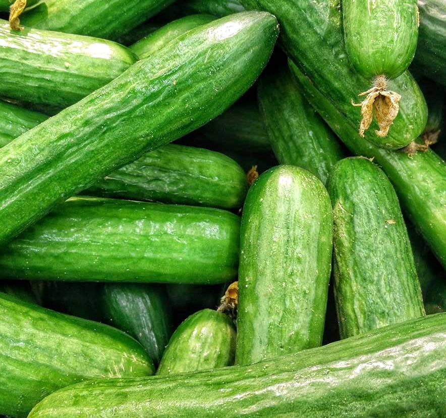 Beit Alpha Cucumber Seeds/ Annual/ Full Sun/ 960 seeds 1 oz/ Zellajake ...