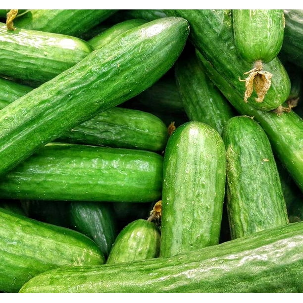 Beit Alpha Cucumber Seeds/ Annual/ Full Sun/ 960 seeds 1 oz/ Zellajake ...