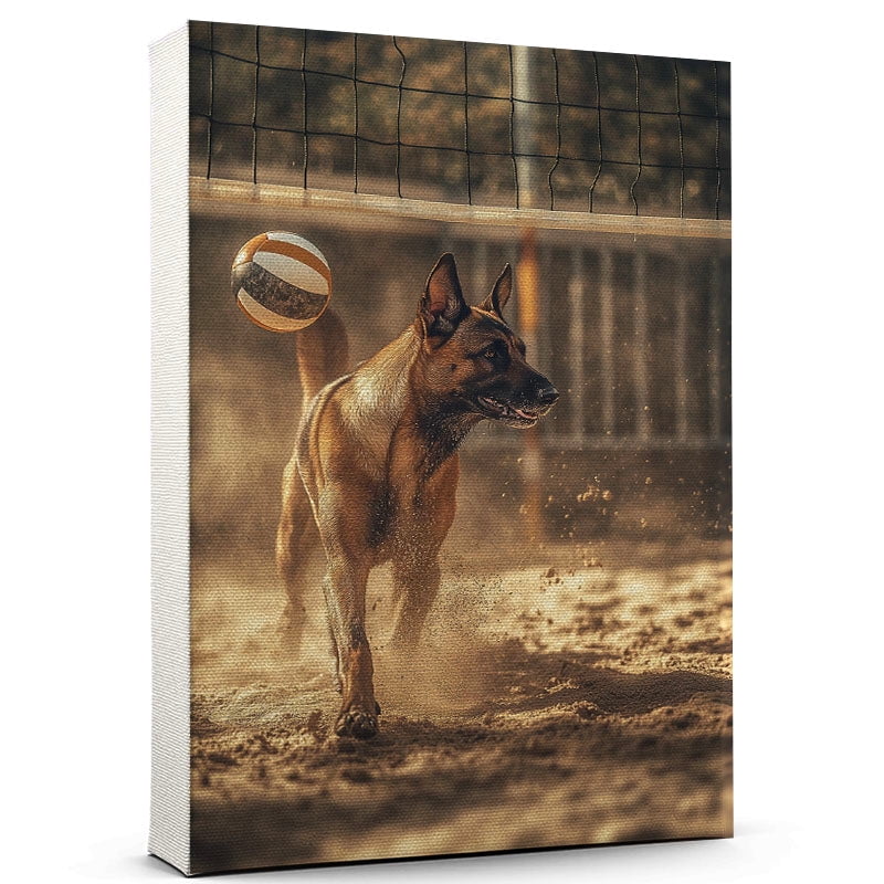 Belgian Malinois Dog Stretched Canvas Size 8x12 Volleyball Canvas ...