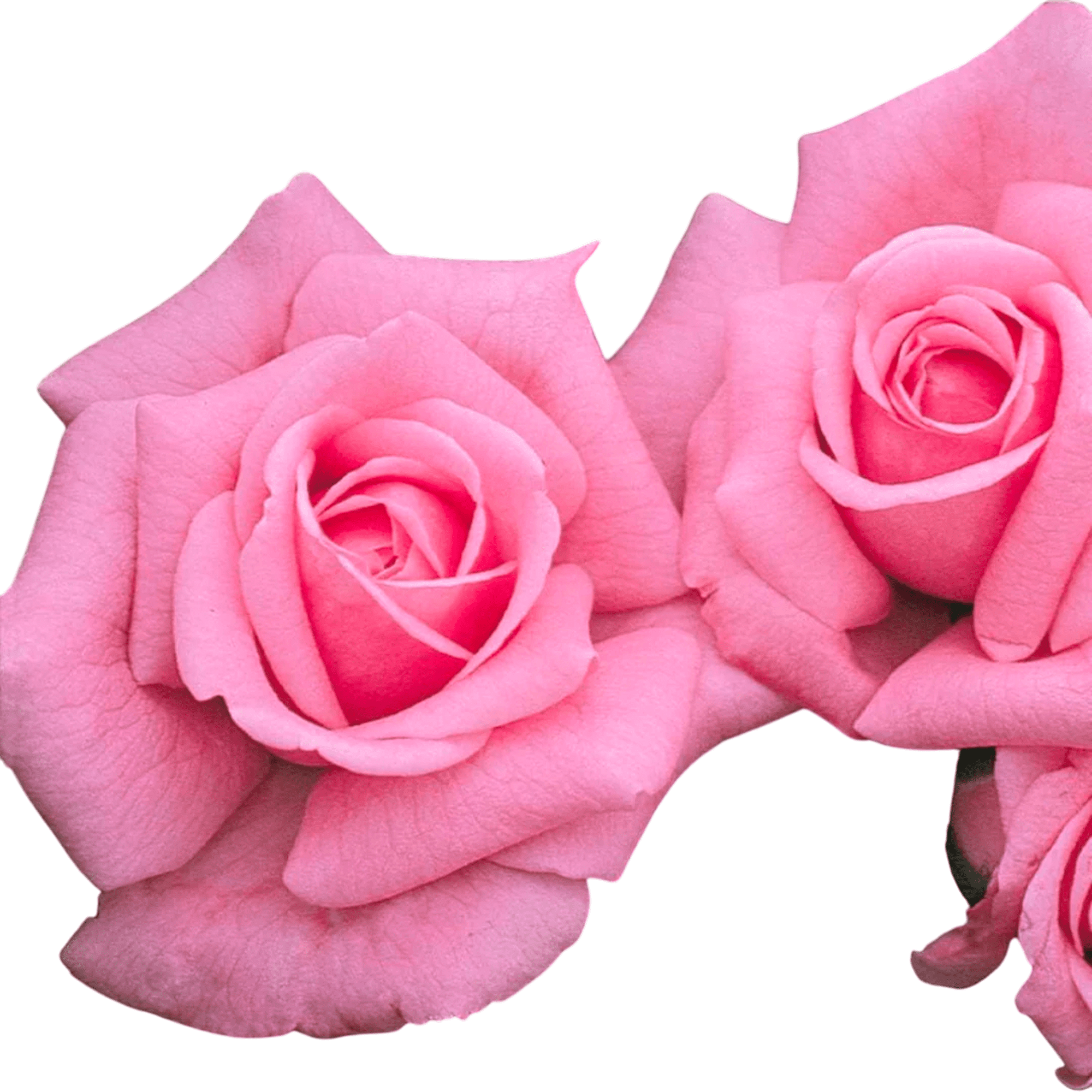 Belinda Dream Rose – 3 Gallon Potted Plants, Set of 2, Soft Pink Blooms ...