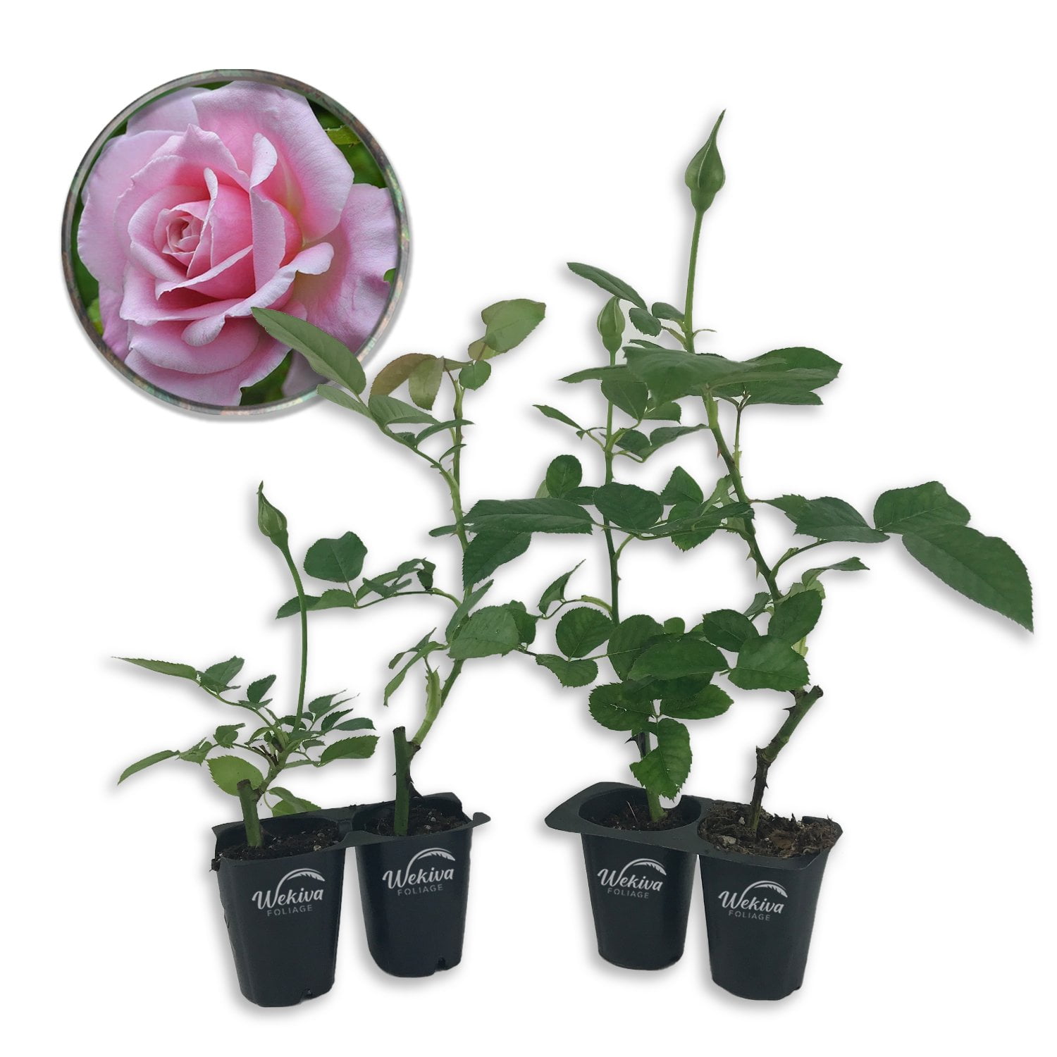 Belinda's Dream Rose Bush - 4 Live Starter Plants in 2 Inch Pots ...