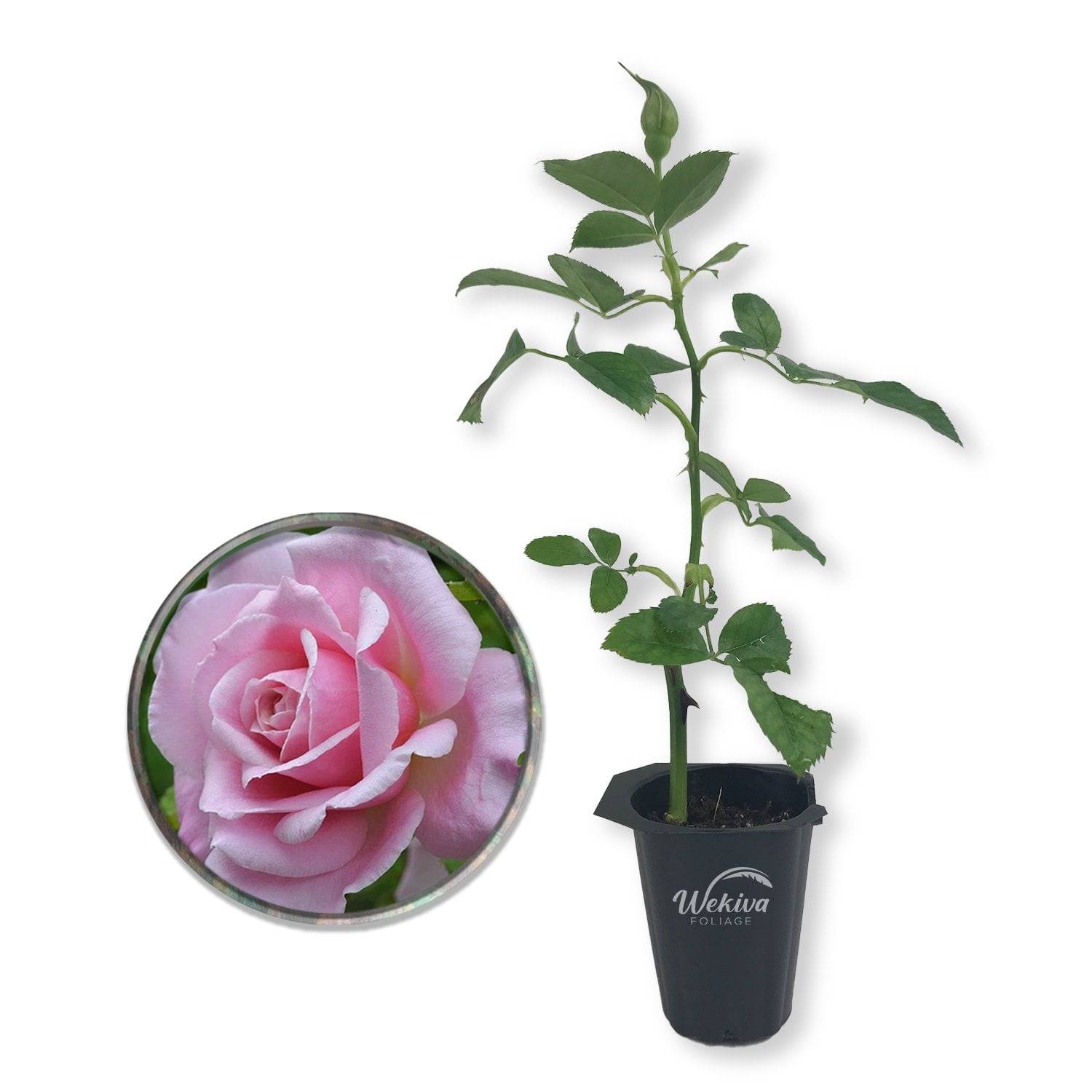 Belinda's Dream Rose Bush - Live Starter Plants in a 2 Inch Pot ...