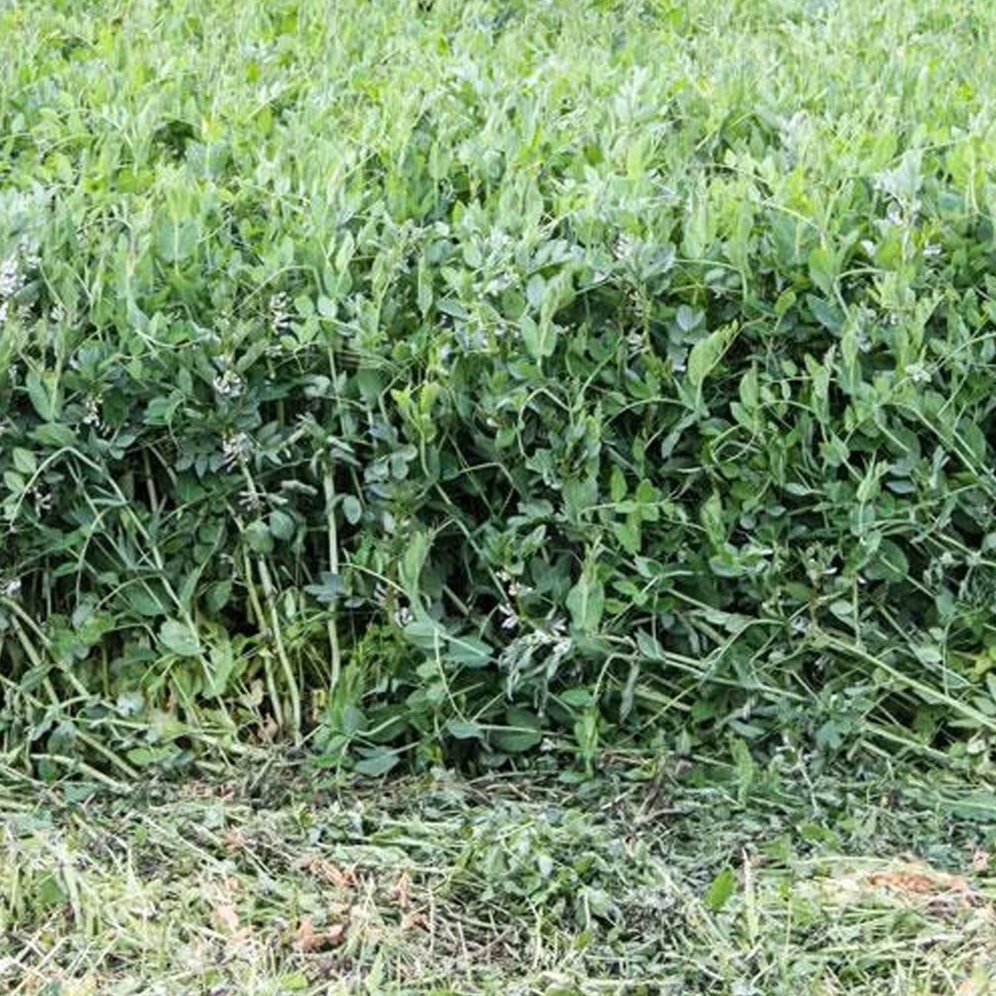 Bell Bean Seeds 1 LB ~1,400 Seeds - Heirloom Vegetable Gardening Seeds ...