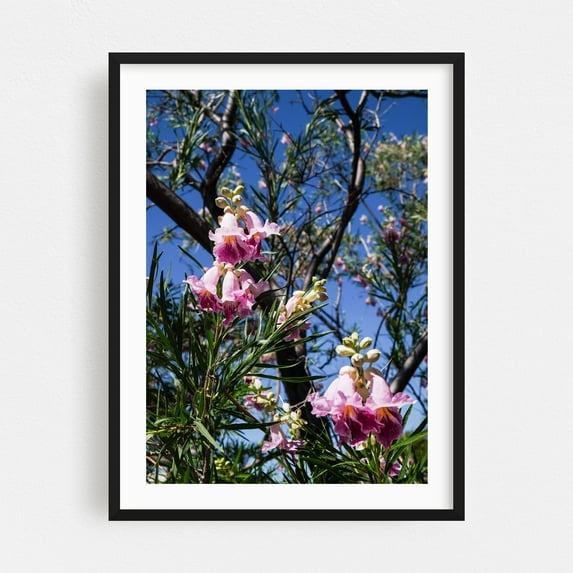 Bell Purples - Phoenix Arizona Photography Flowers Floral Nature ...