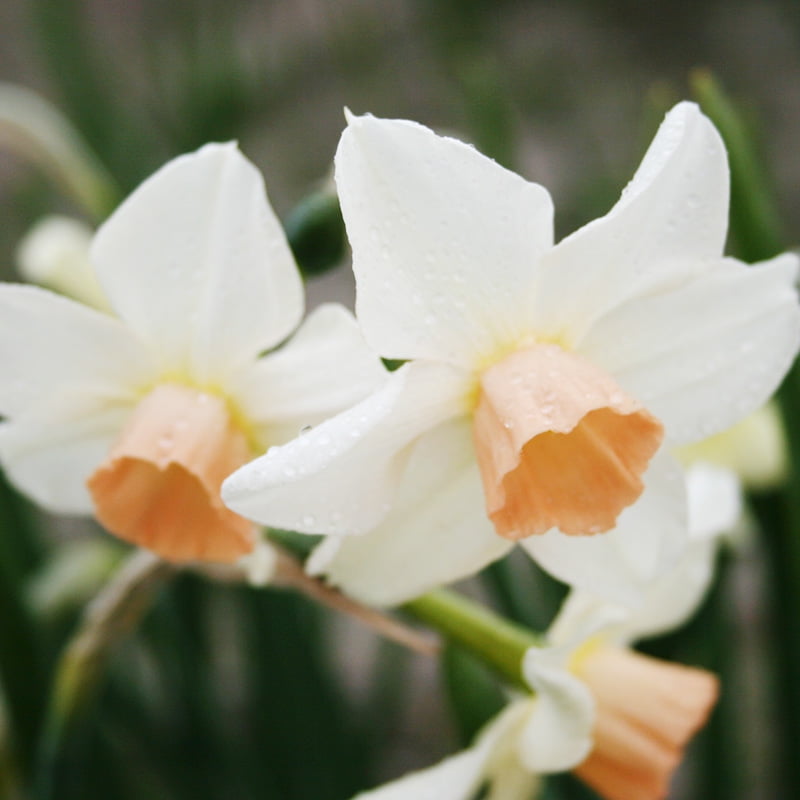 Bell Song Daffodil Flower Bulbs- 5 Bulbs per Pack - Deer Resistant ...