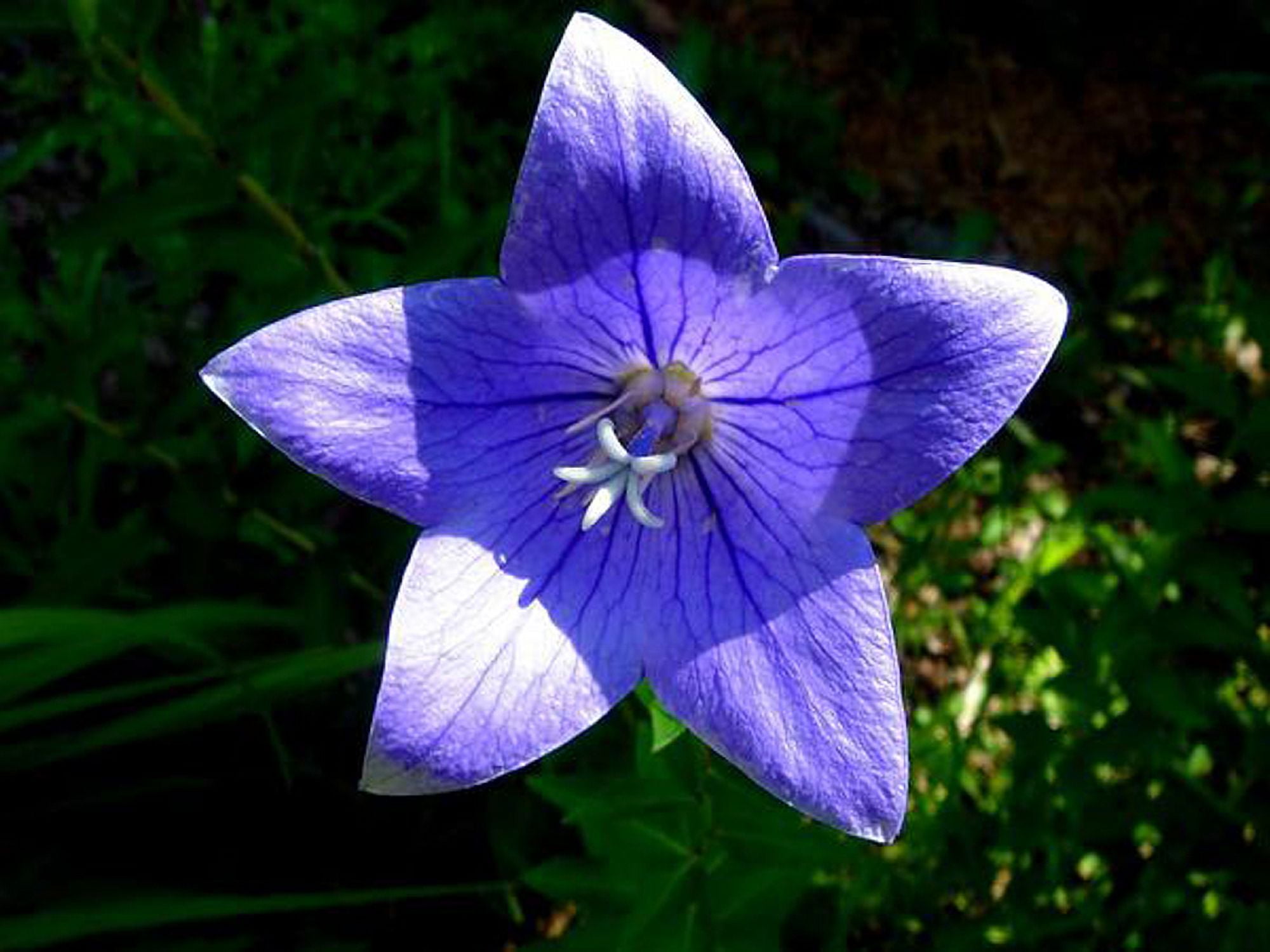 Bell Tussock Seeds. 200 Seeds. Perenial. Popular Low Growing. Tussock ...