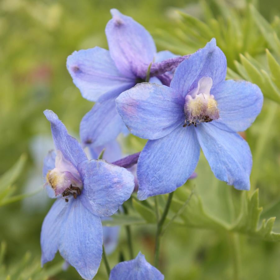 Belladonna Delphinium Perennial - Blue/Purple Blooms - 2.5" Pot ...