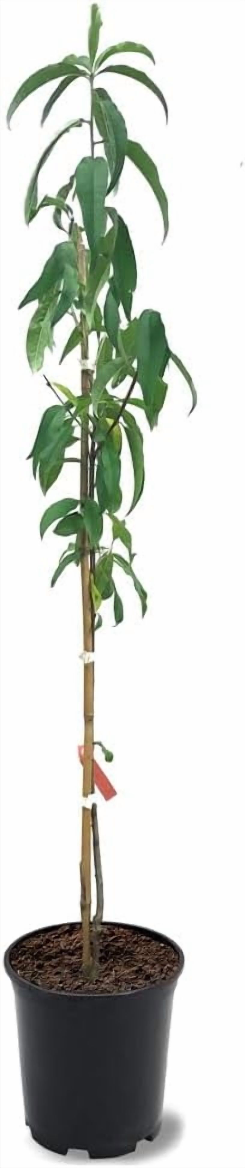 Belle of Georgia Peach Tree, Cold Hardy, Deciduous, Self-Pollinator, 1 ...