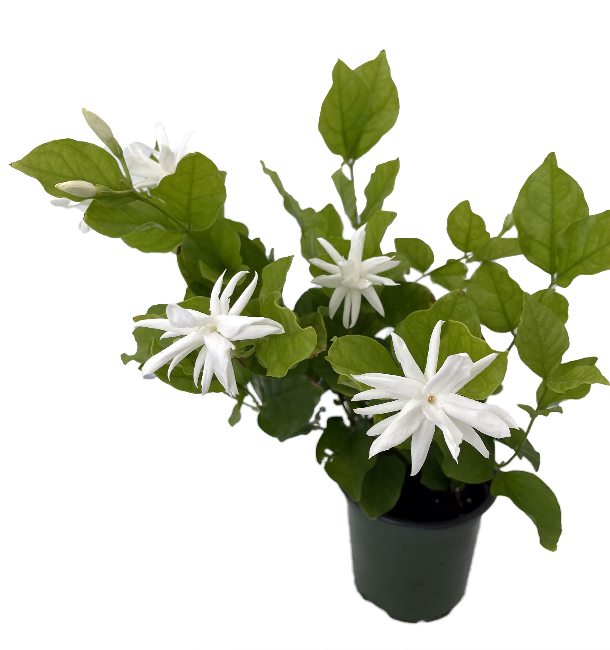 "Asian Belle of India, Arabian Tea Jasmine (Sambac) Plant, Live in 4 ...