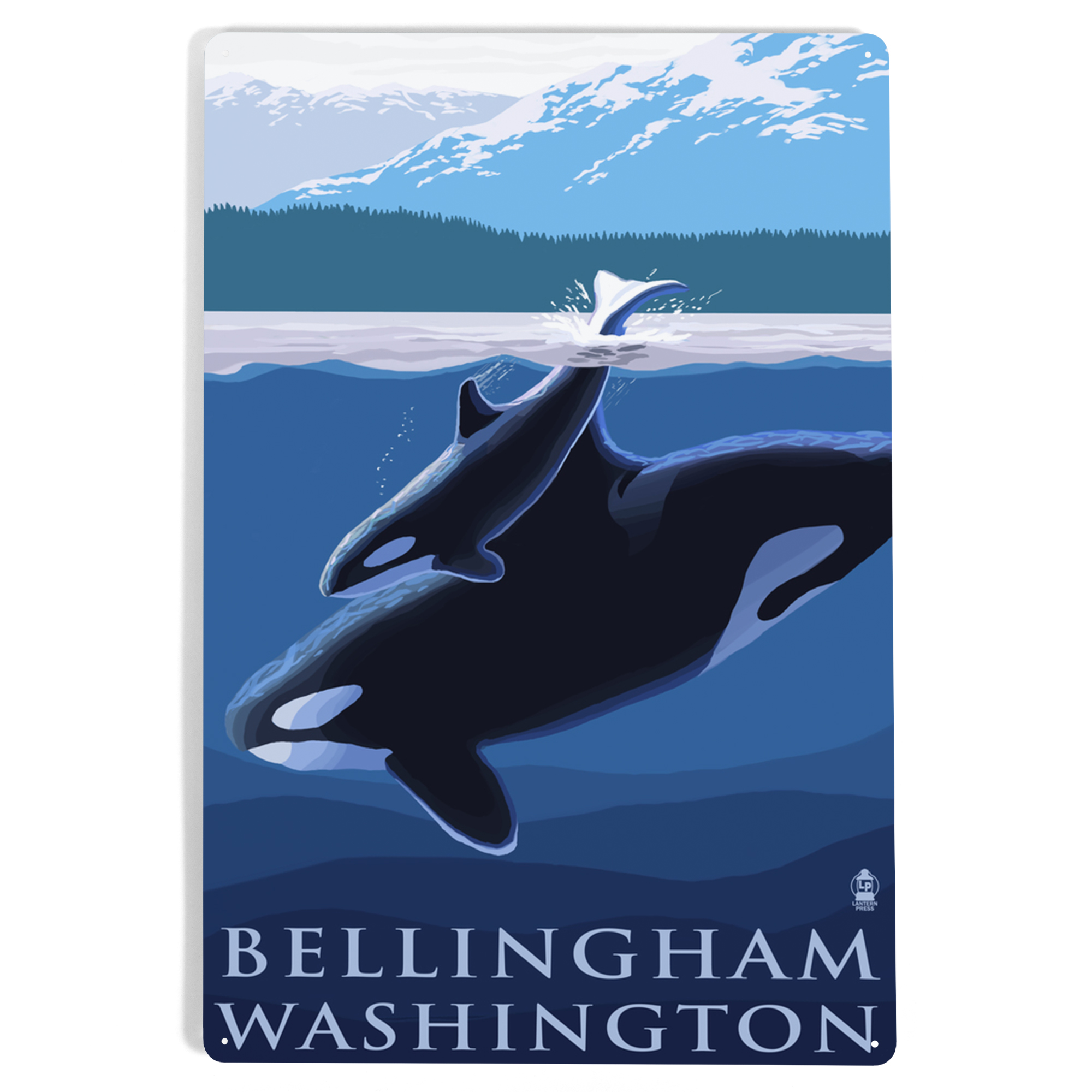 Bellingham, Washington Orca and Calf (12x18 Aluminum Art, Indoor ...