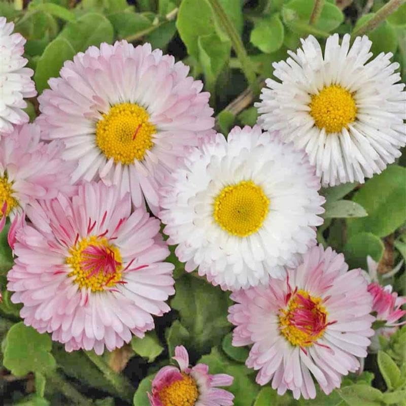 Bellis (English Daisy) Mixed Seeds 1 Oz ~292,000 Seeds – Non-GMO ...