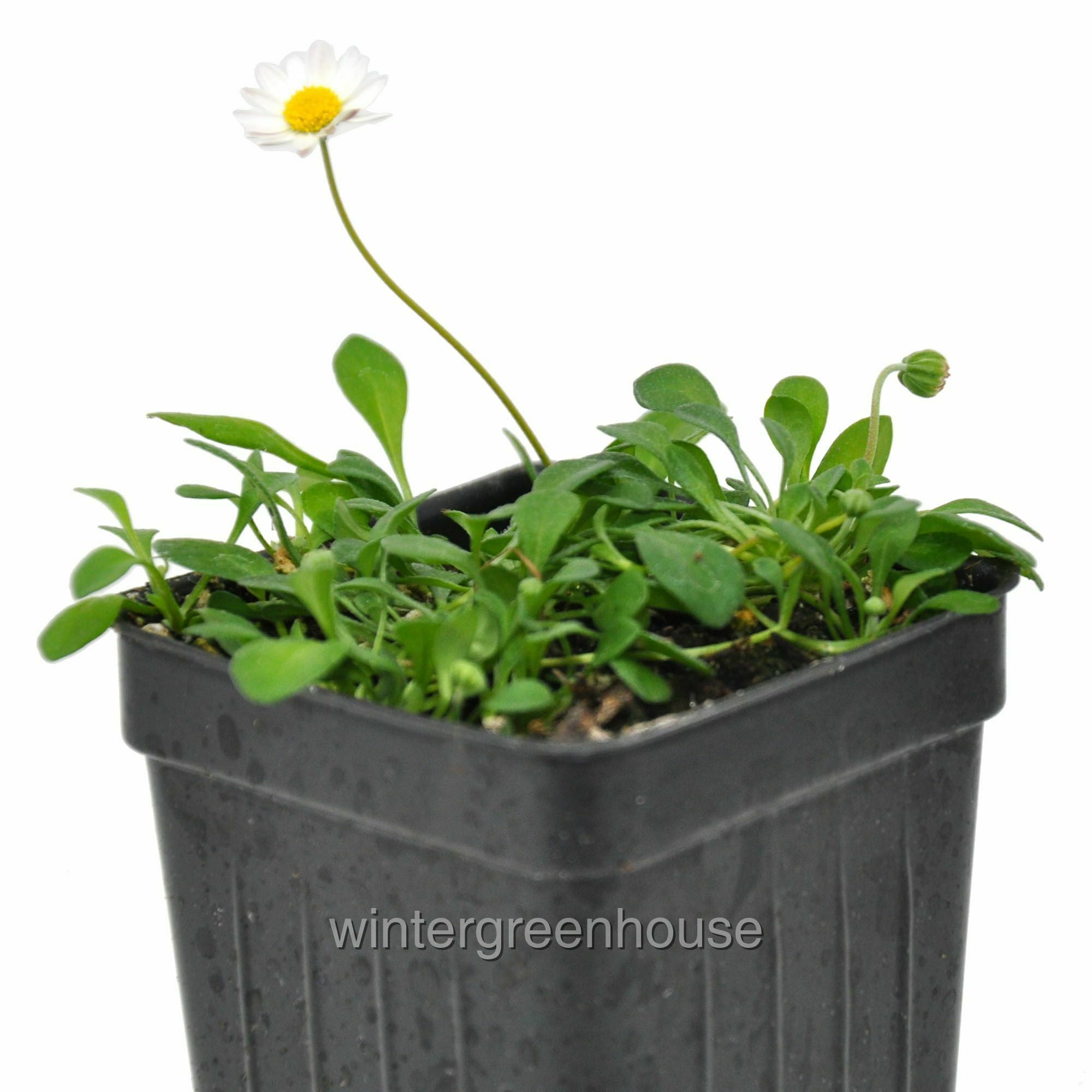 Bellium Minutum, Miniature Daisy - Pot Size: 3" (2.6x3.5") - Flowering ...