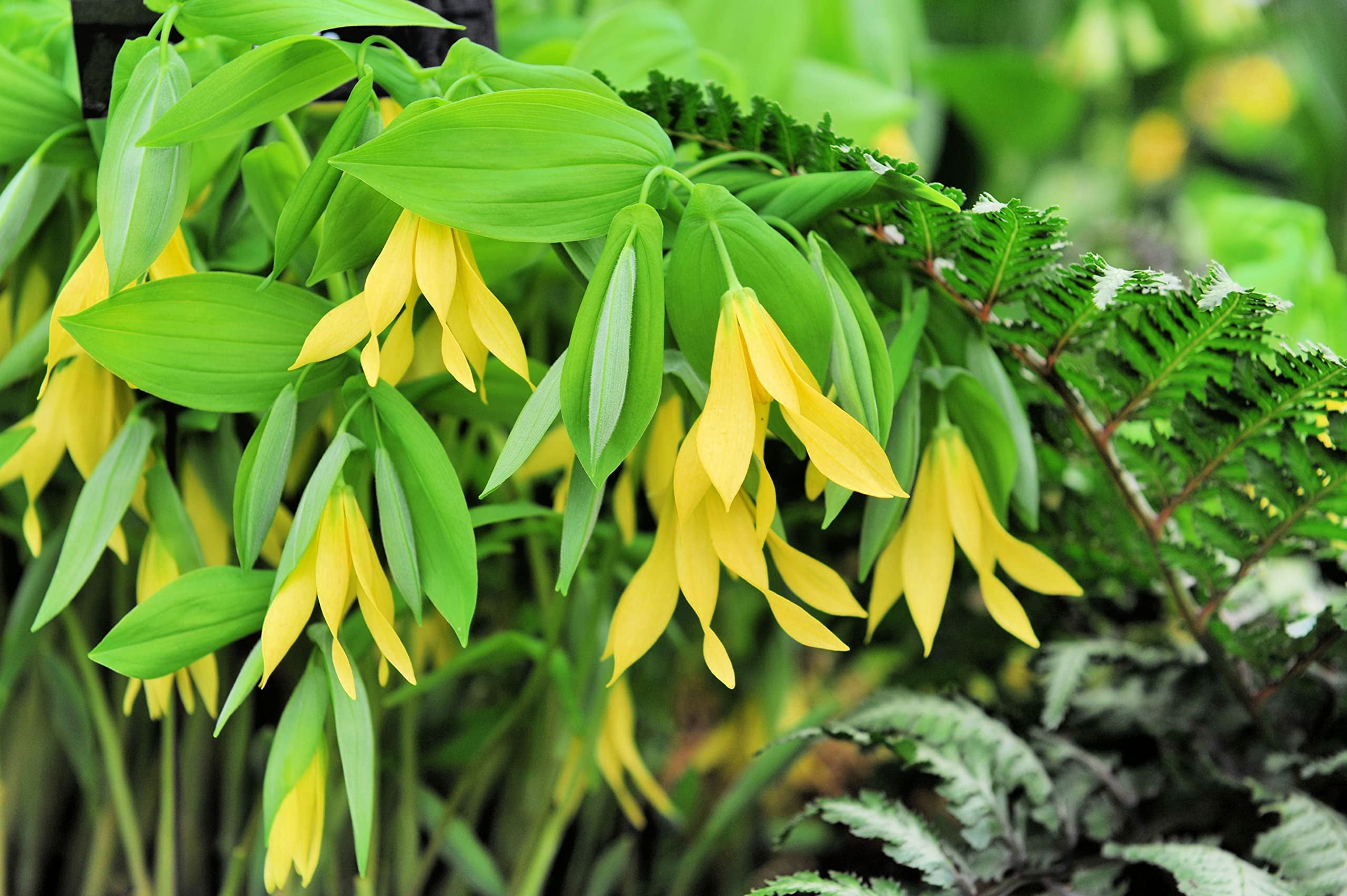 Bellwort Seeds for Planting (10 Seeds) - Uvularia grandiflora - Weeping ...