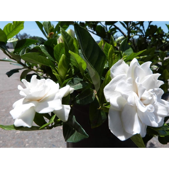 Camellia Plants for Garden and Patio Decor Bright Colorful Varieties