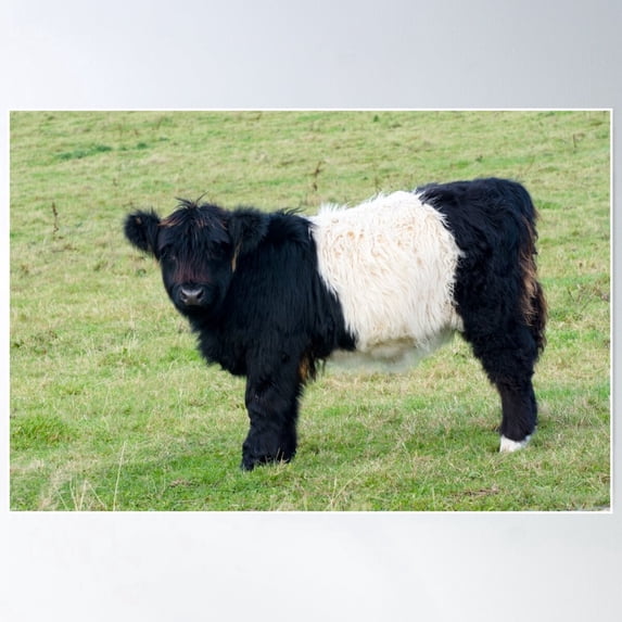 Belted Galloway Calf Poster Wall Art Modern Wall Decor For Living Room ...