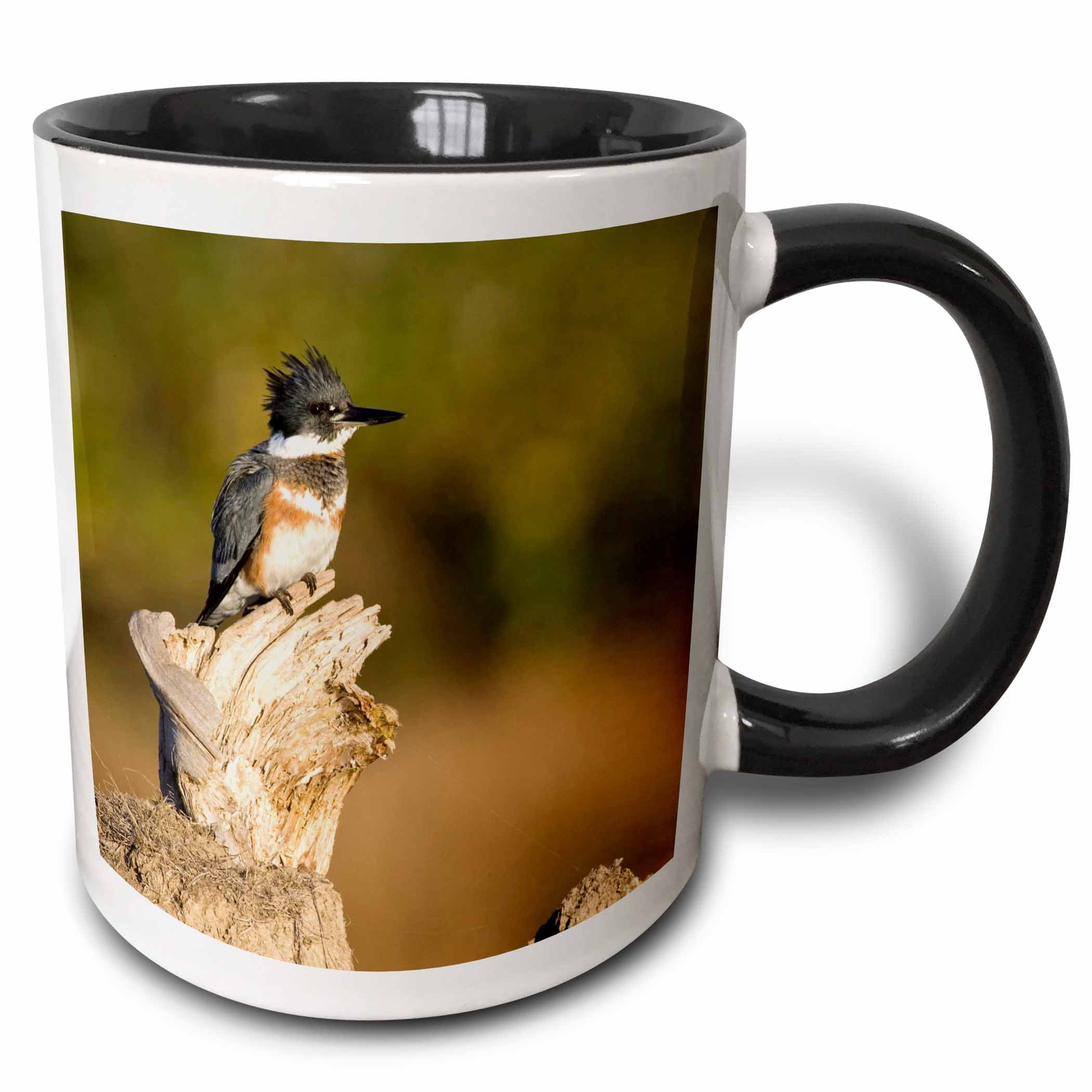 Belted Kingfisher Bird, Ankeny Nwr, Oregon - Us38 Rbr0055 - Rick A ...