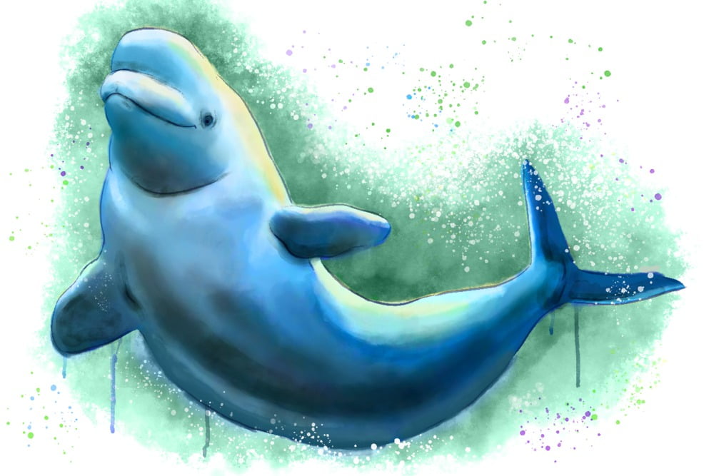 Beluga Whale, Natural Colors (9x12 Wall Art Print, Home Decor ...