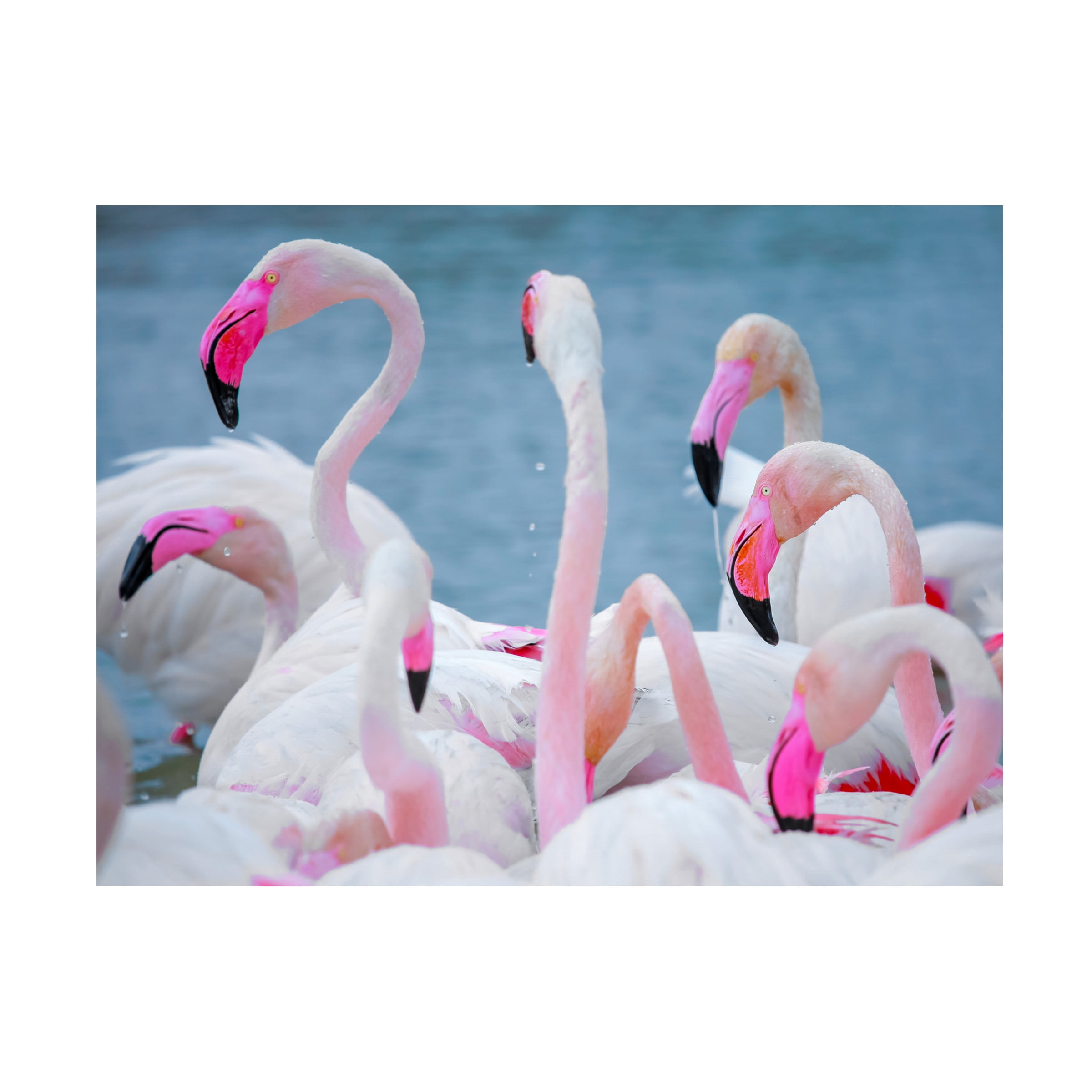 Ben Heine 'Flamboyant Of Flamingos 2' Canvas Art - Walmart.com