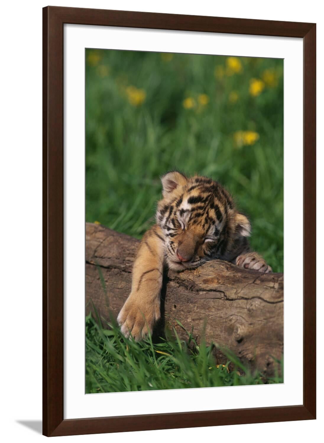 Bengal Tiger Cub Sleeping on Fallen Tree Framed Photographic Print by ...