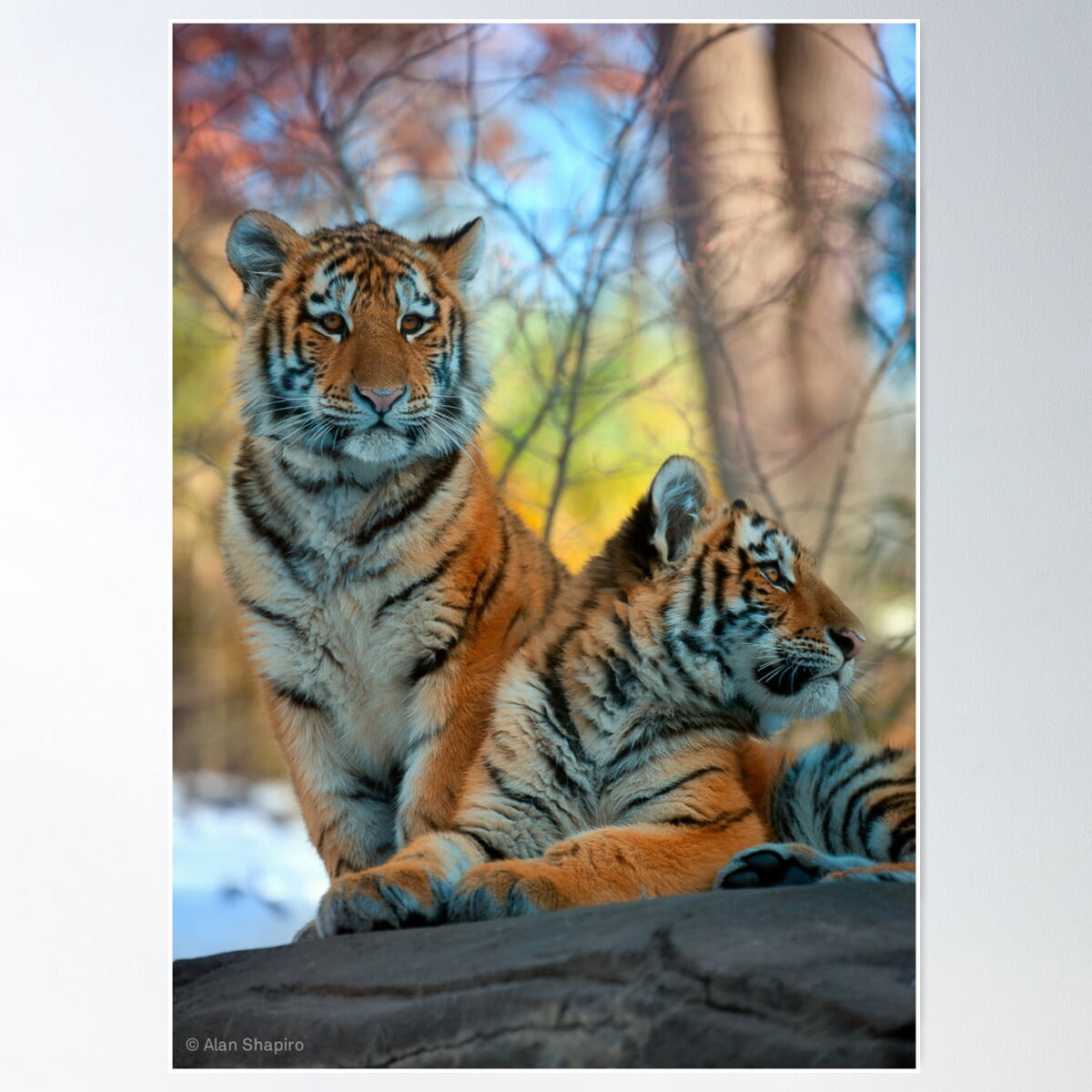 Bengal Tiger Cubs Poster Wall Art, Modern Wall Decor For Living Room ...