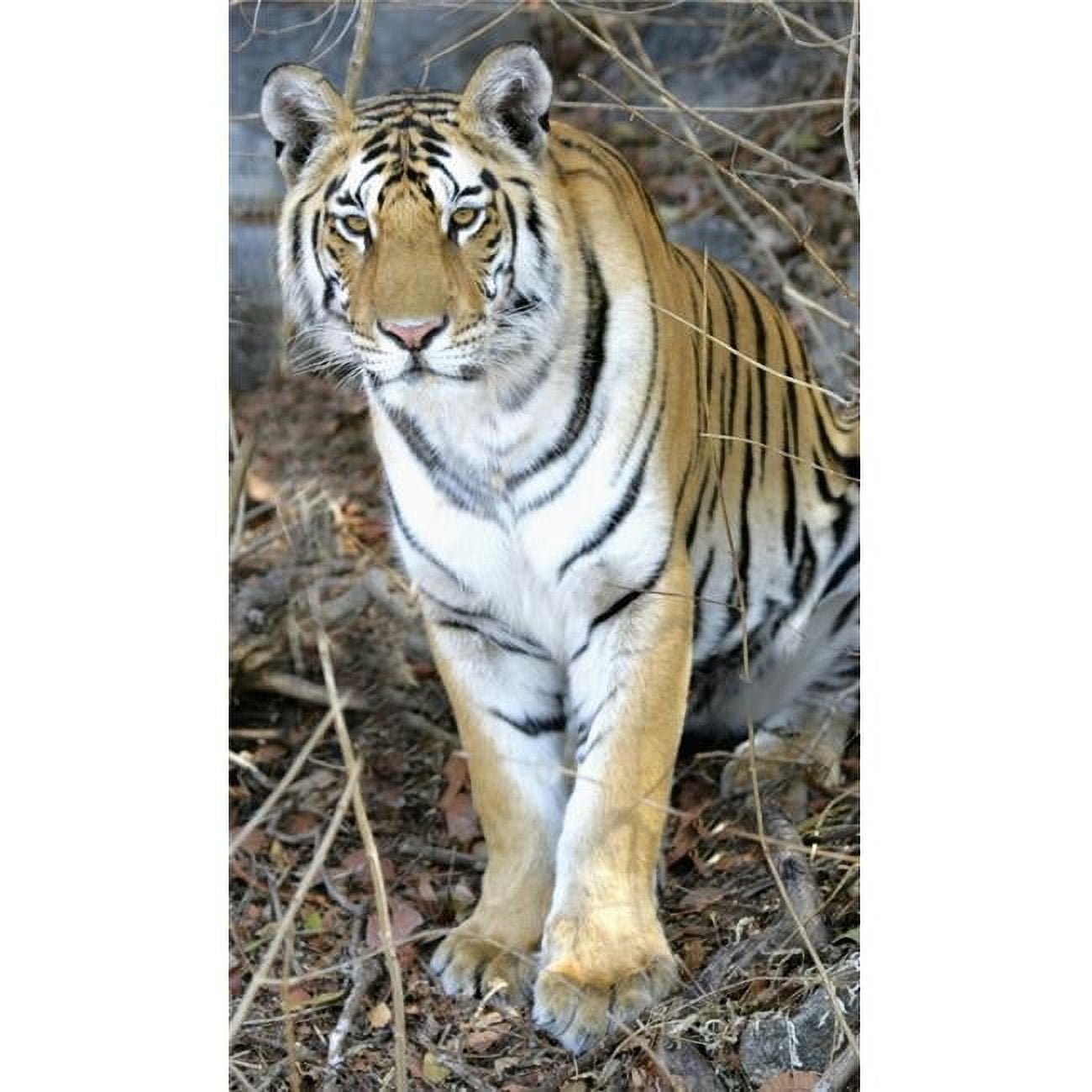 Bengal Tiger In Pench National Park. Poster Print - Walmart.com
