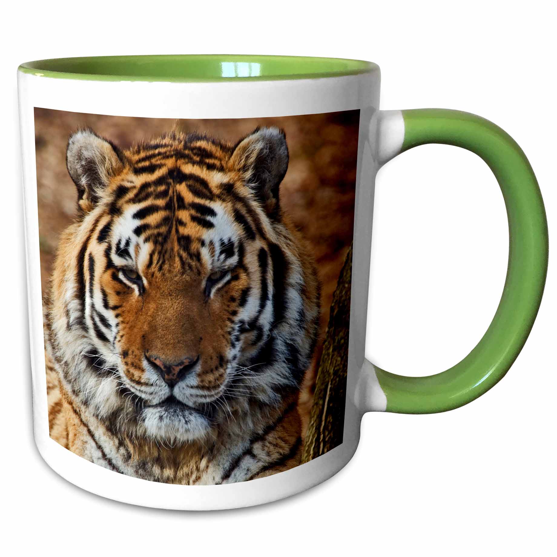 3drose, Bengal Tiger, Louisville Zoo, Louisville, Kentucky - Us18 ...