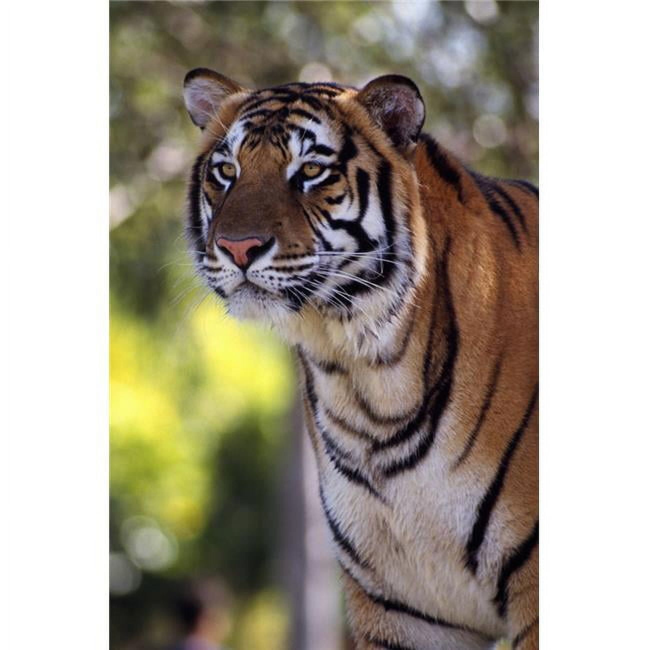 Bengal Tiger Poster Print by Natural Selection Ralph Curtin, 24 x 36 ...