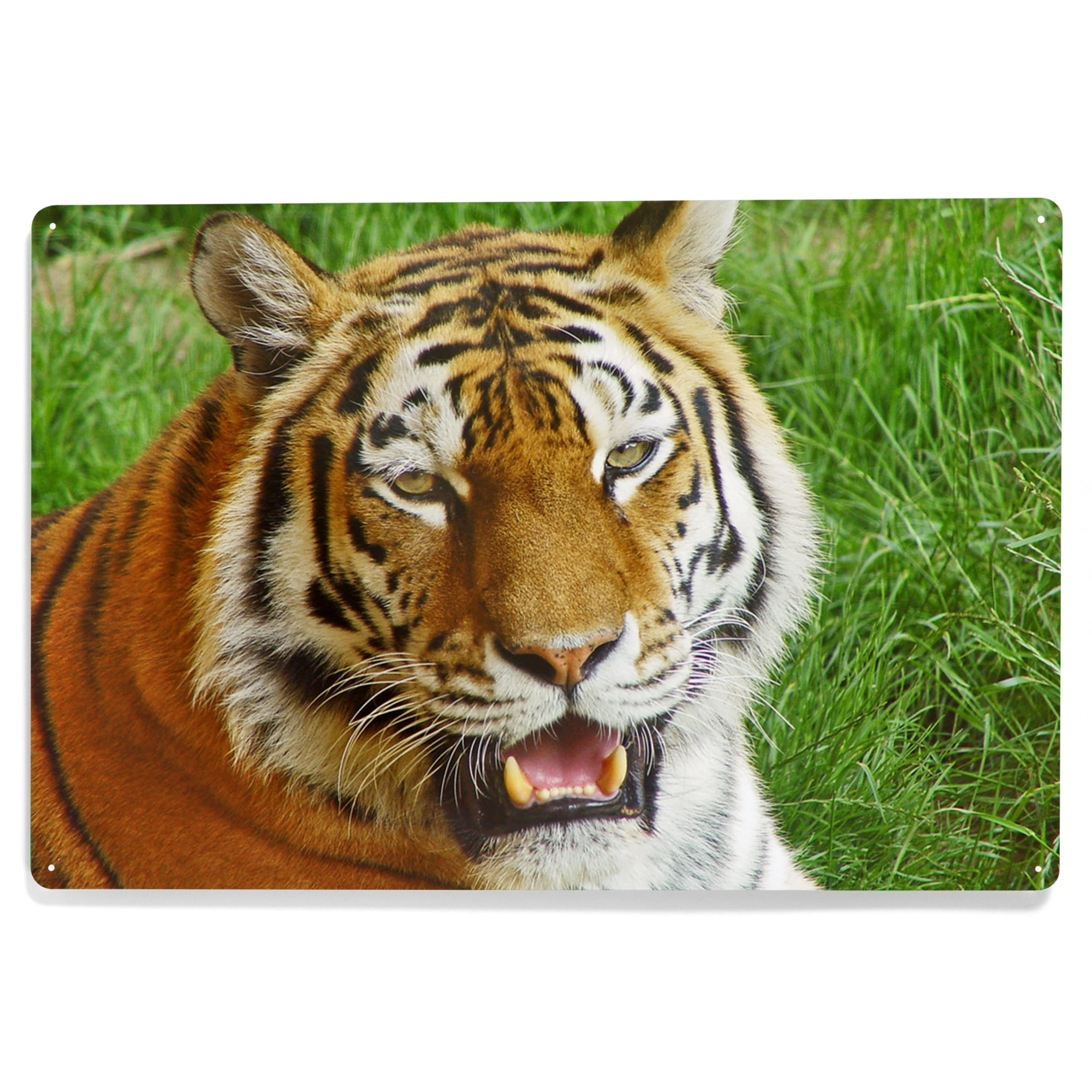 Bengal Tiger Up Close (12x18 Aluminum Art, Indoor Outdoor Metal Sign ...