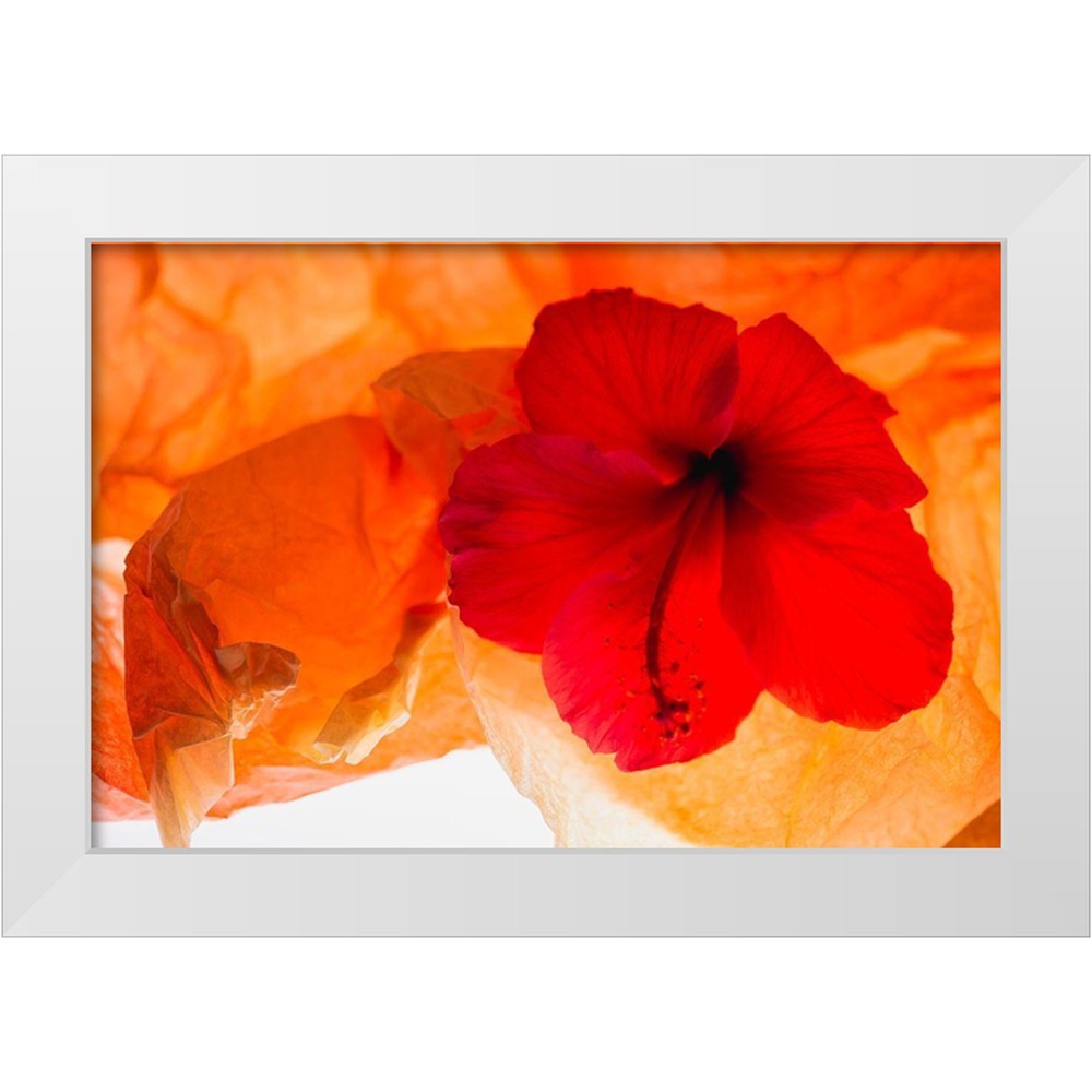 Beraldo, Zandina Muench 32x23 White Modern Wood Framed Museum Art Print Titled - Hibiscus Flower ...