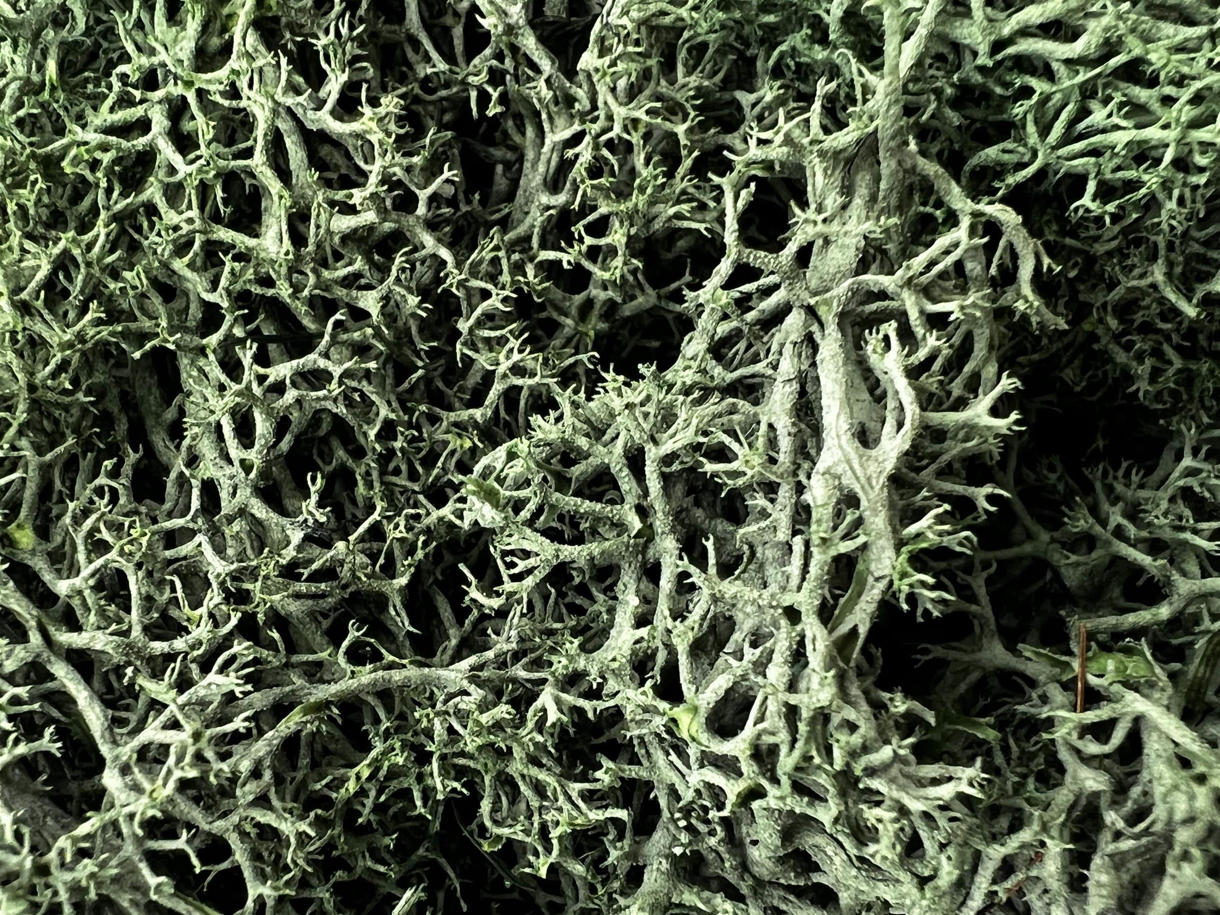 Bergamo Art 200g Preserved Reindeer Moss in Grass Green - Walmart.com