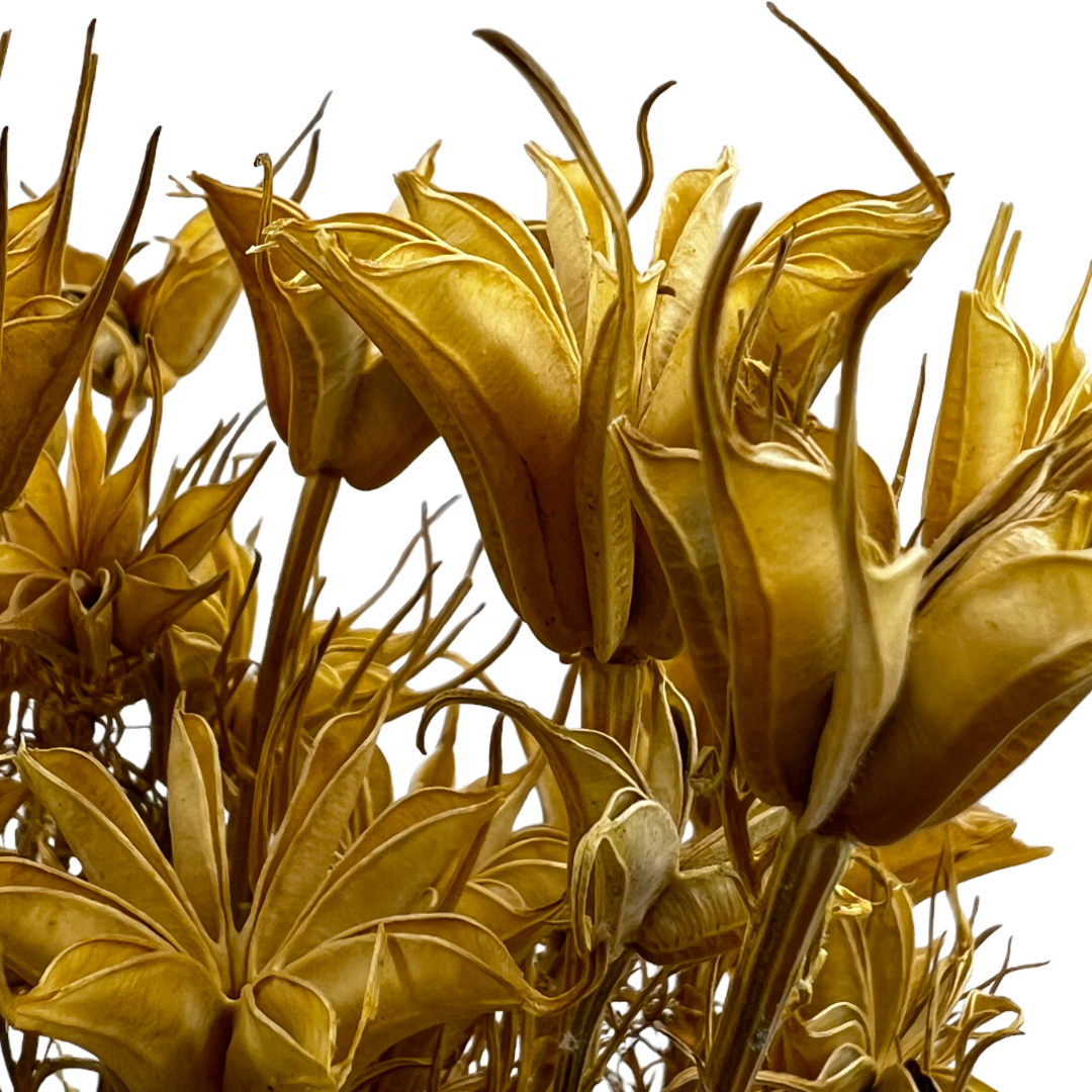 Bergamo Art Bundle of 4 Dried Octagon Flower in Natural - Walmart.com