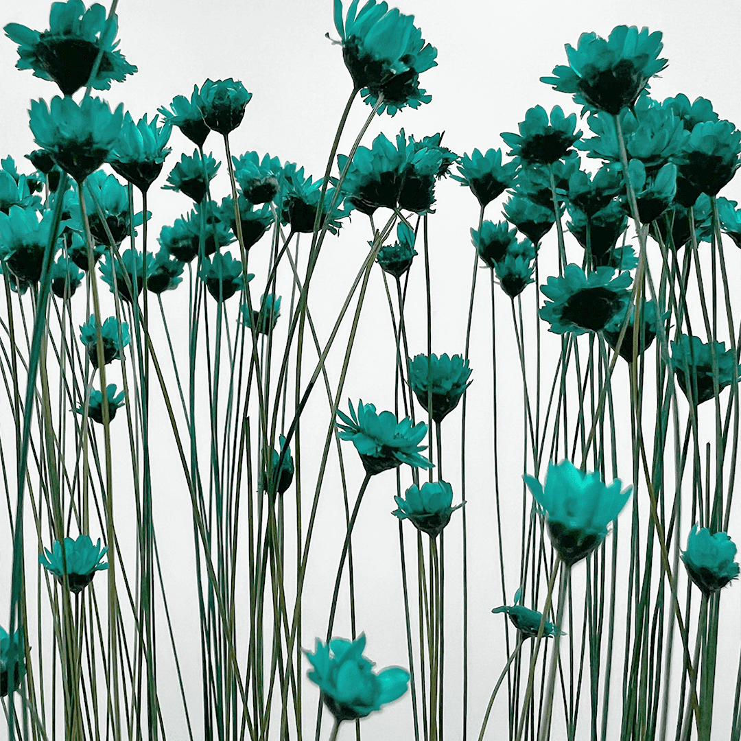 Bergamo Art Bundle of 4 Preserved Little Star Flower 16-20" long in ...