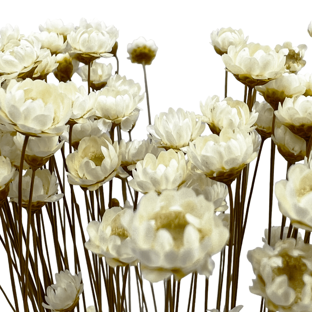 Bergamo Art Bundle of 4 Preserved Little Star Flower 16-20" long in ...