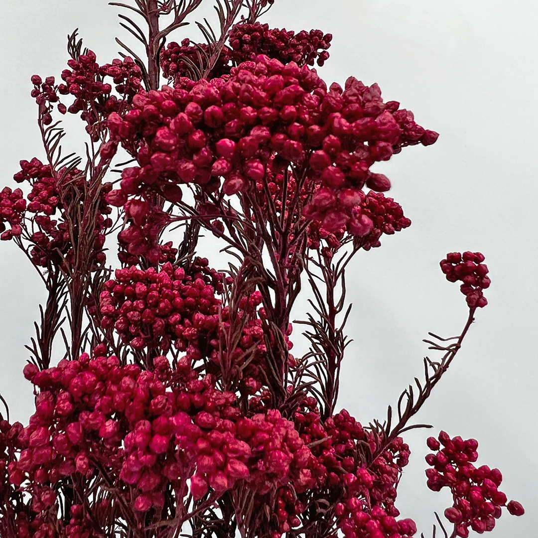 Bergamo Art Bundle of 4 Preserved Millet Rice Flower in Red - Walmart.com