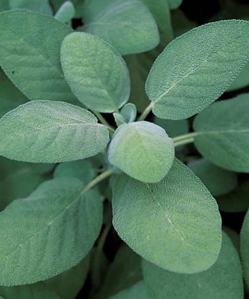 Berggarten Sage - Salvia officinalis - Hardy Perennial - Live Plant -3 ...