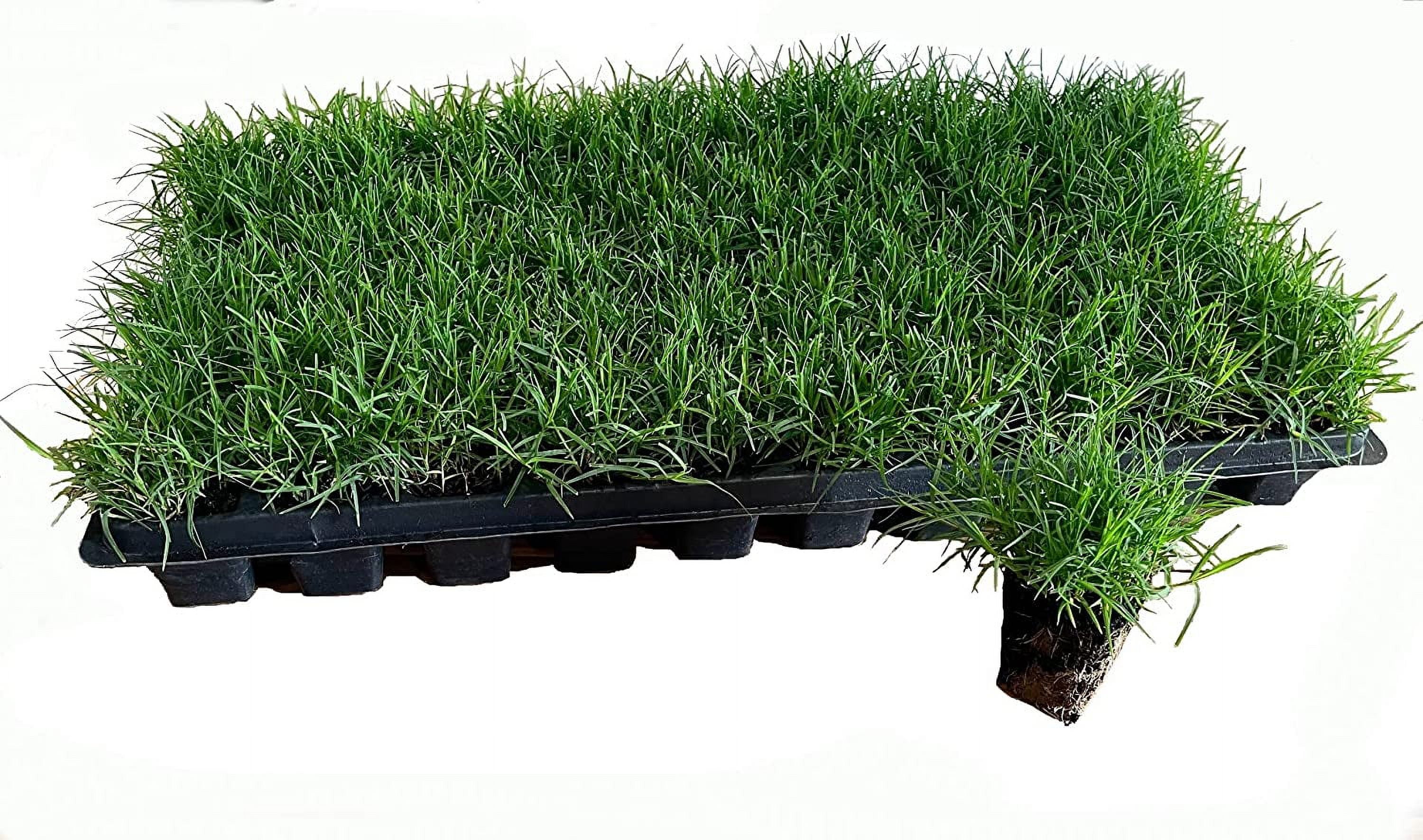 Bermuda Grass Plug Tray | EZ Plug 50 Grass Plugs Per Tray - Walmart.com