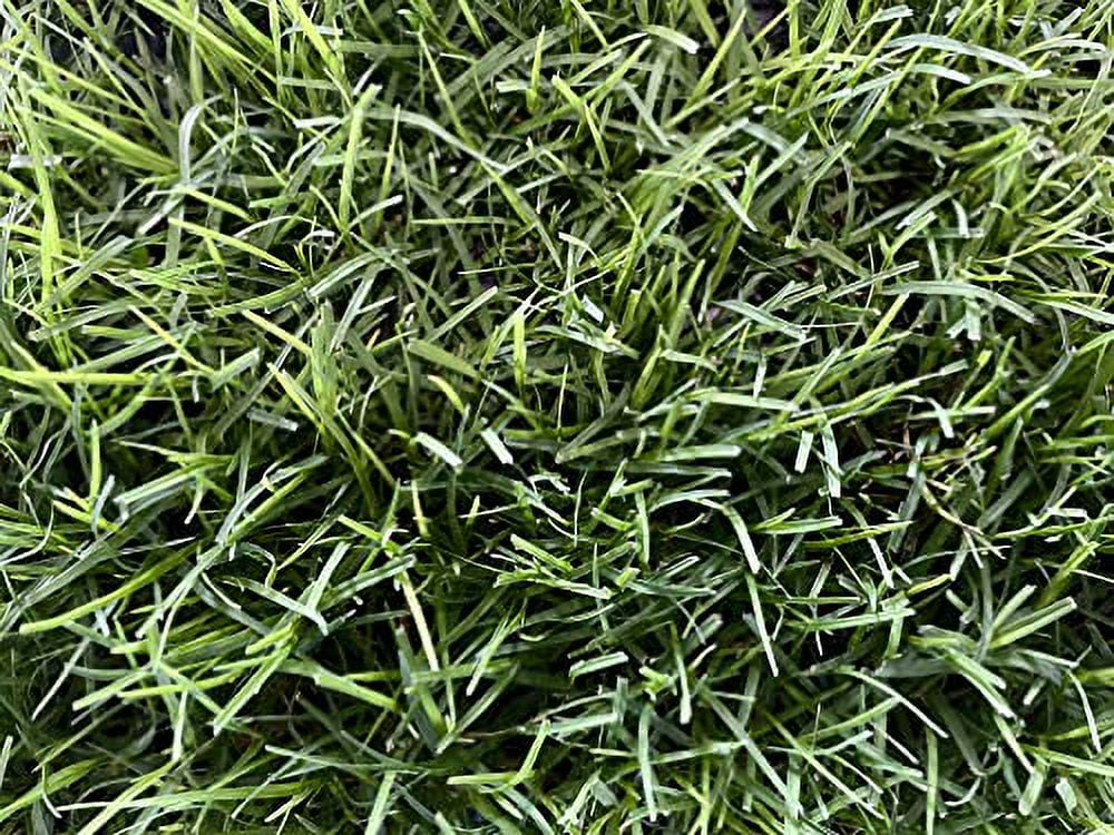 Bermuda Grass Plug Tray, Ez Plug 50 Grass Plugs Per Tray - Walmart.com