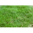 Bermuda Grass Seed Common Raw Hulled - 20 Lbs. - Walmart.com
