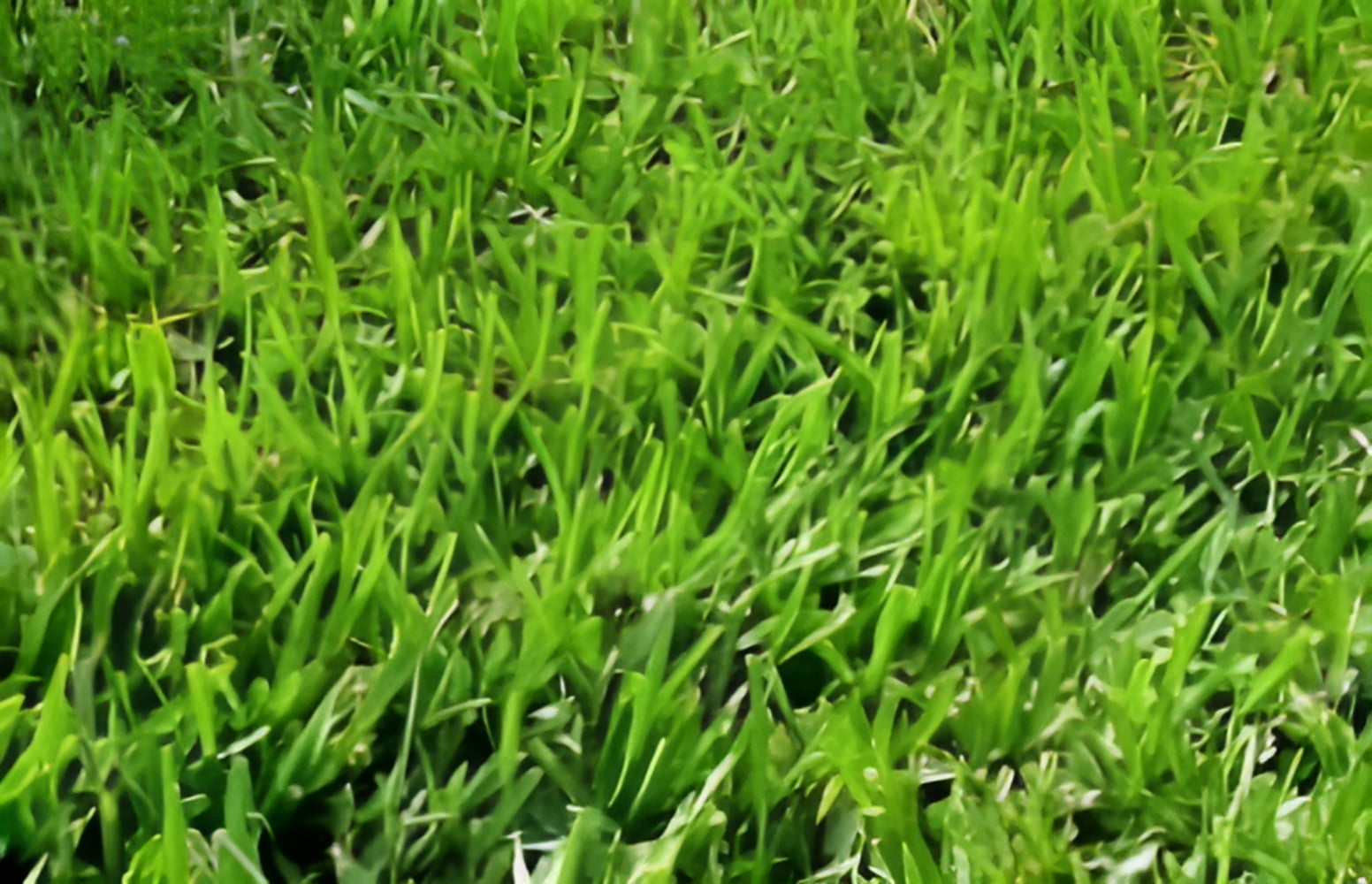 Allstar Seed Common Bermuda Grass Seeds, 1 lb - Drought Resistant ...