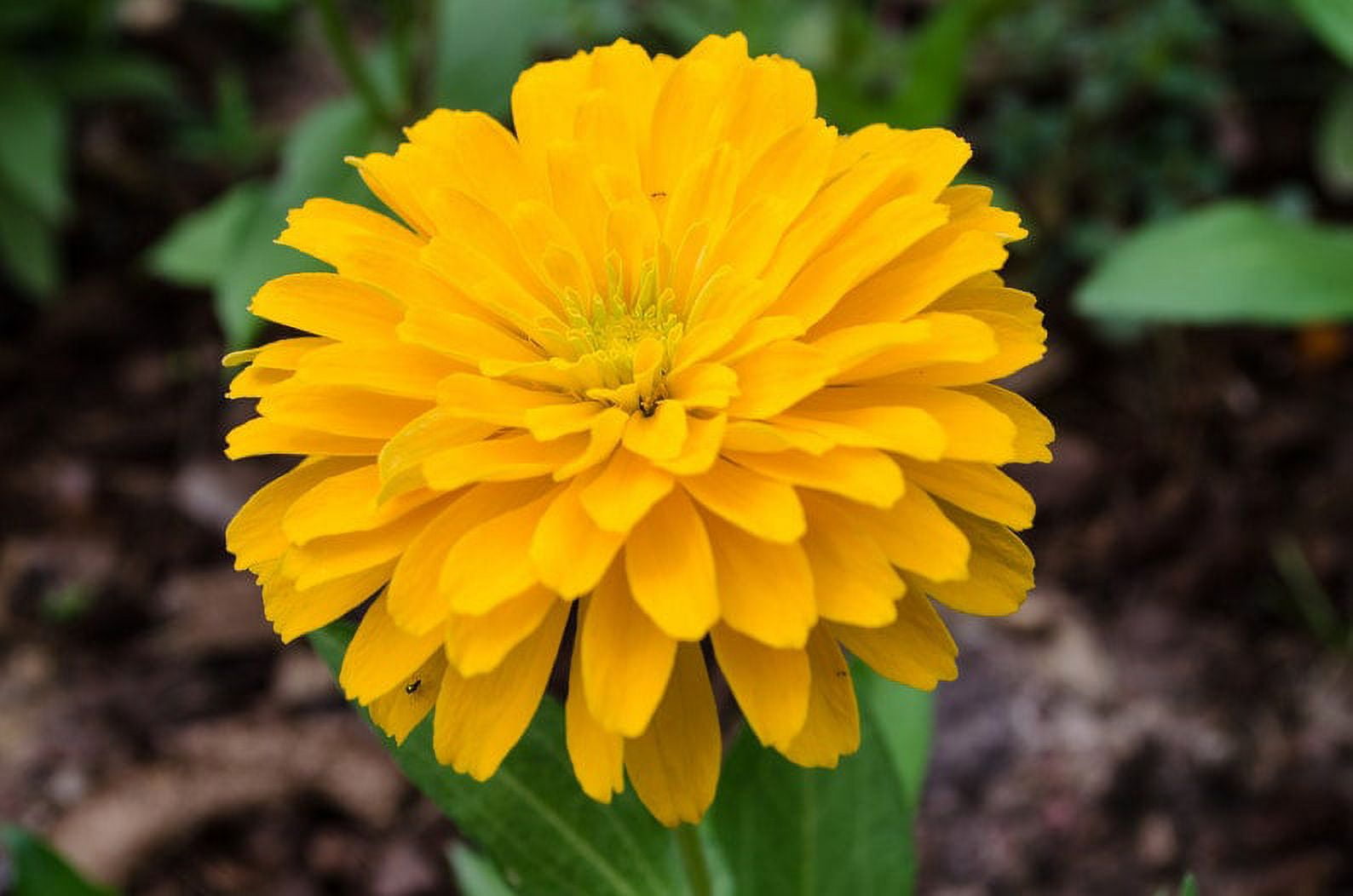 Bernary's Giant Golden Yellow Zinnia Bouquet Flower Premium Seed Packet ...