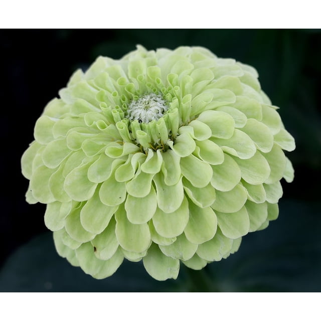 Bernary's Giant Lime Green Zinnia Bouquet Flower Premium Seed Packet ...