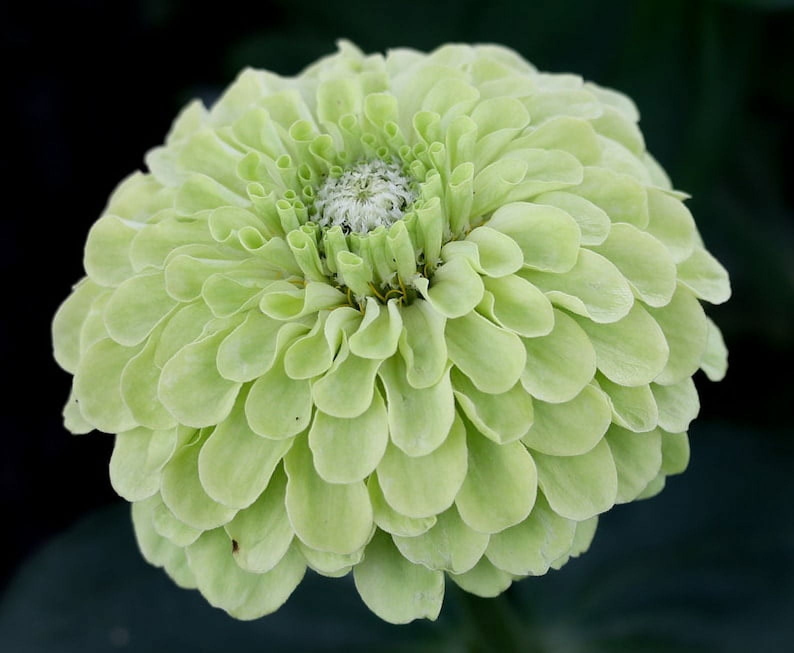 Bernary's Giant Lime Green Zinnia Bouquet Flower Premium Seed Packet ...
