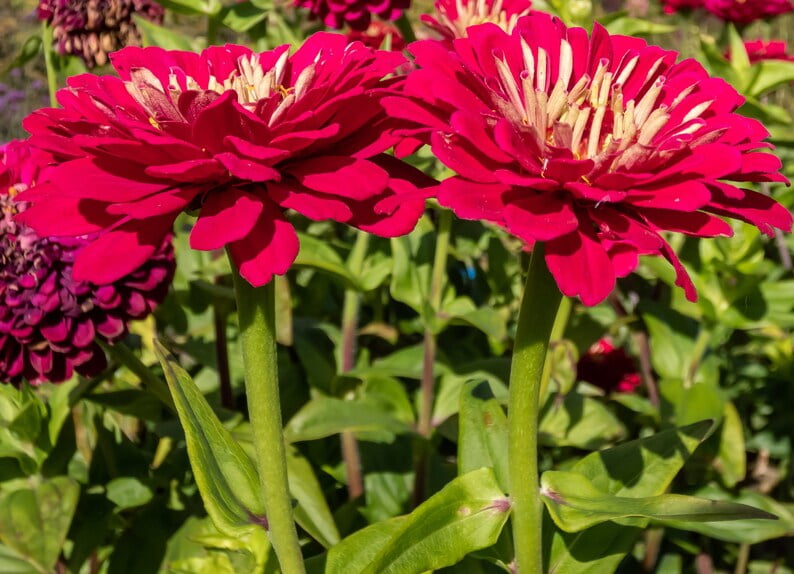 Bernary's Giant Wine Zinnia Bouquet Flower Premium Seed Packet ...