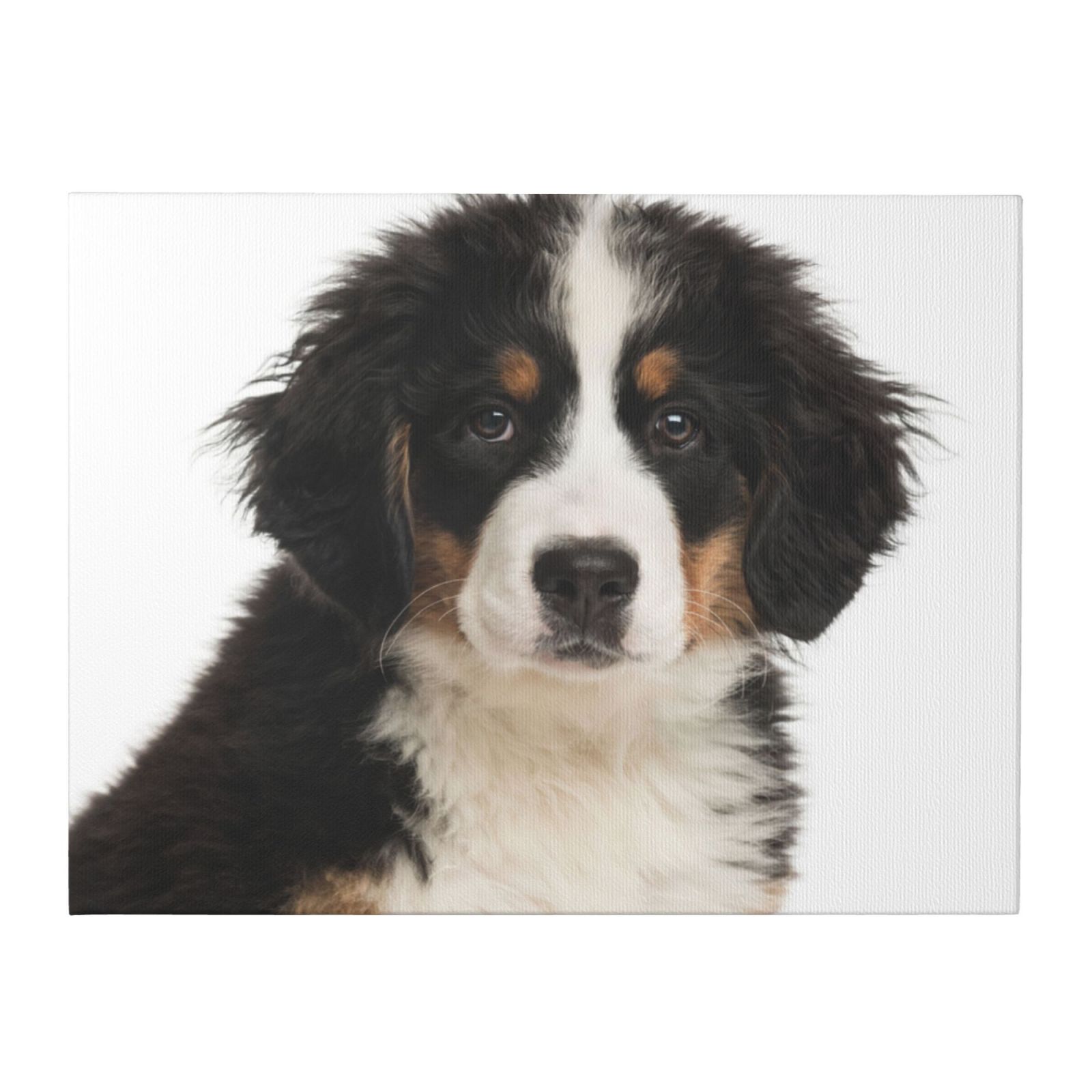 Bernese Mountain Dog 2 Canvas Wall Art Prints Wall Art Wall Hanging ...