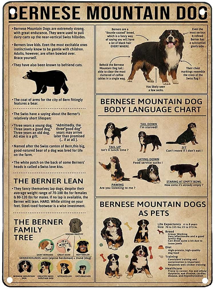 Bernese Mountain Dog Knowledge Poster Wall Decor Metal Knowledge Aluminium Signs Information And ...